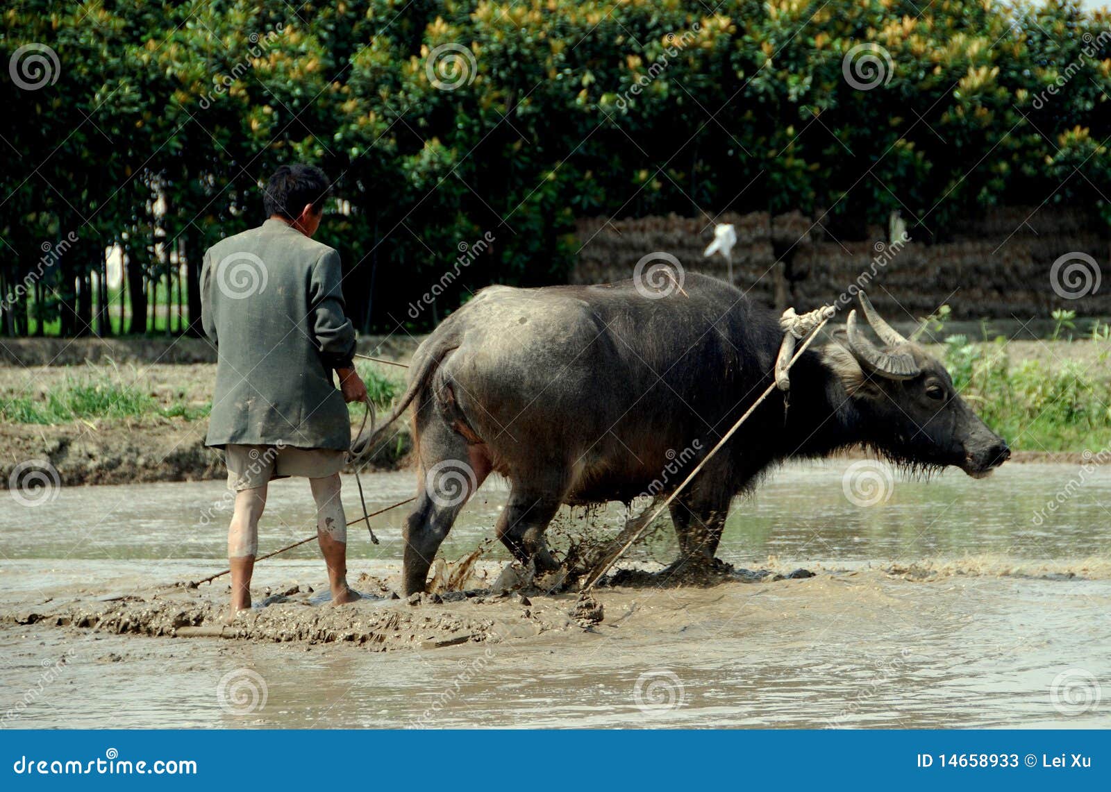 Pengzhou, China: Farmer Plowing with Water Buffalo Editorial Stock ...