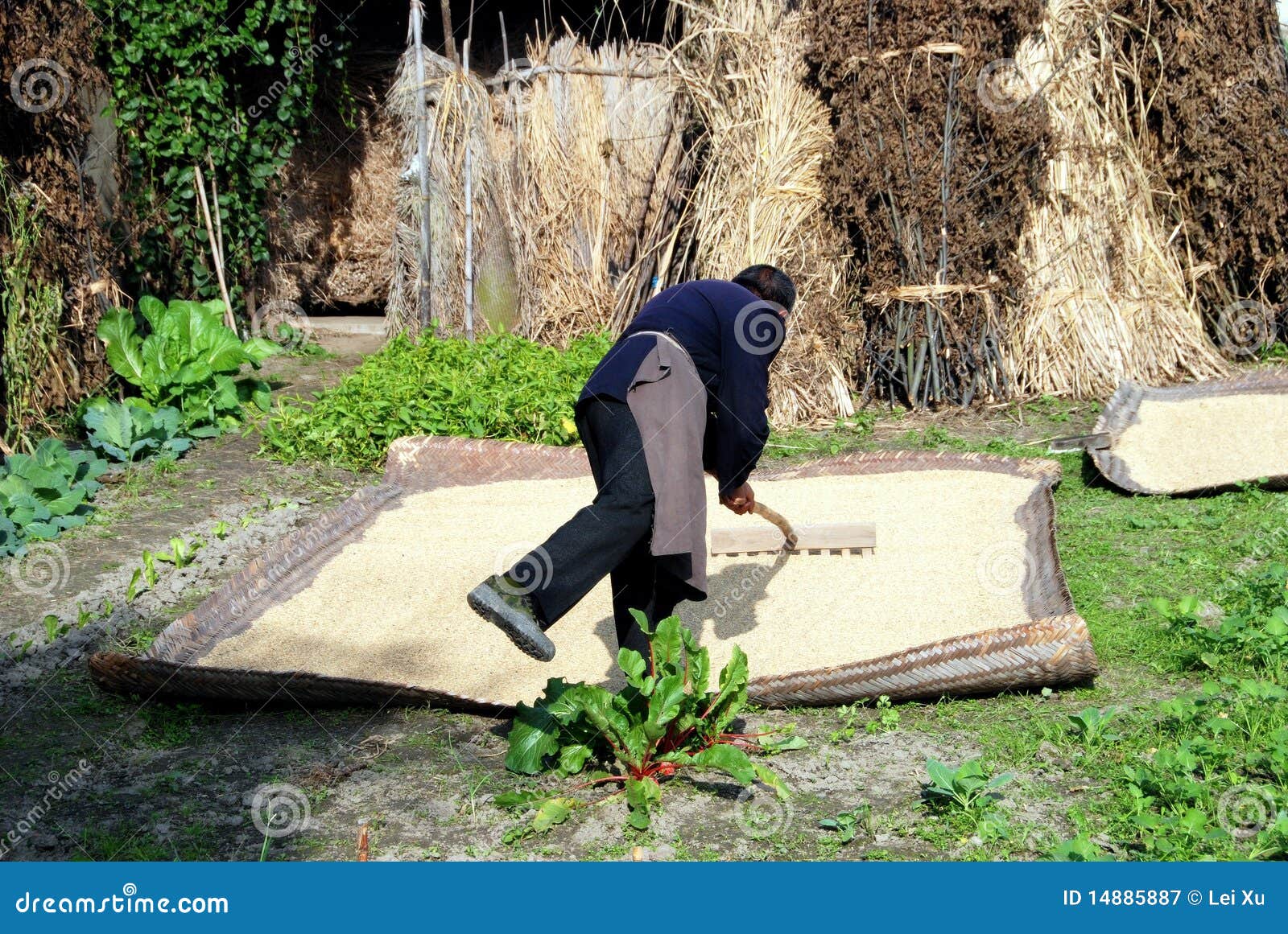 Pengzhou, China: Farmer Raking Rice Grains Editorial Photography ...