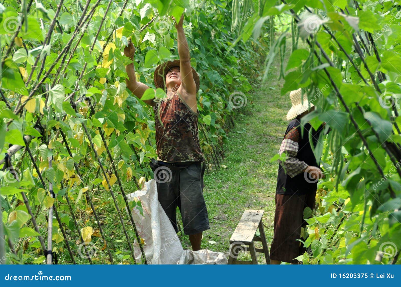 Pengzhou, China: Farmers Picking Green Beans Editorial Image - Image of ...