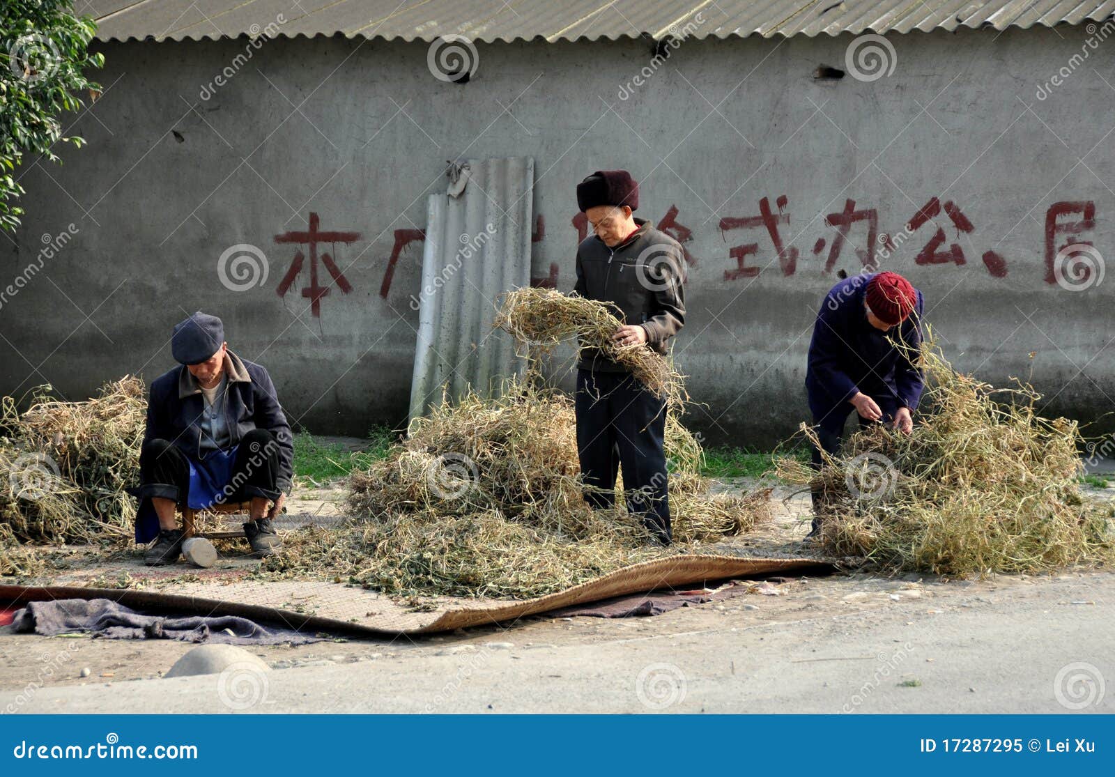 Pengzhou, China: Farmers Sorting Plants Editorial Image - Image of ...