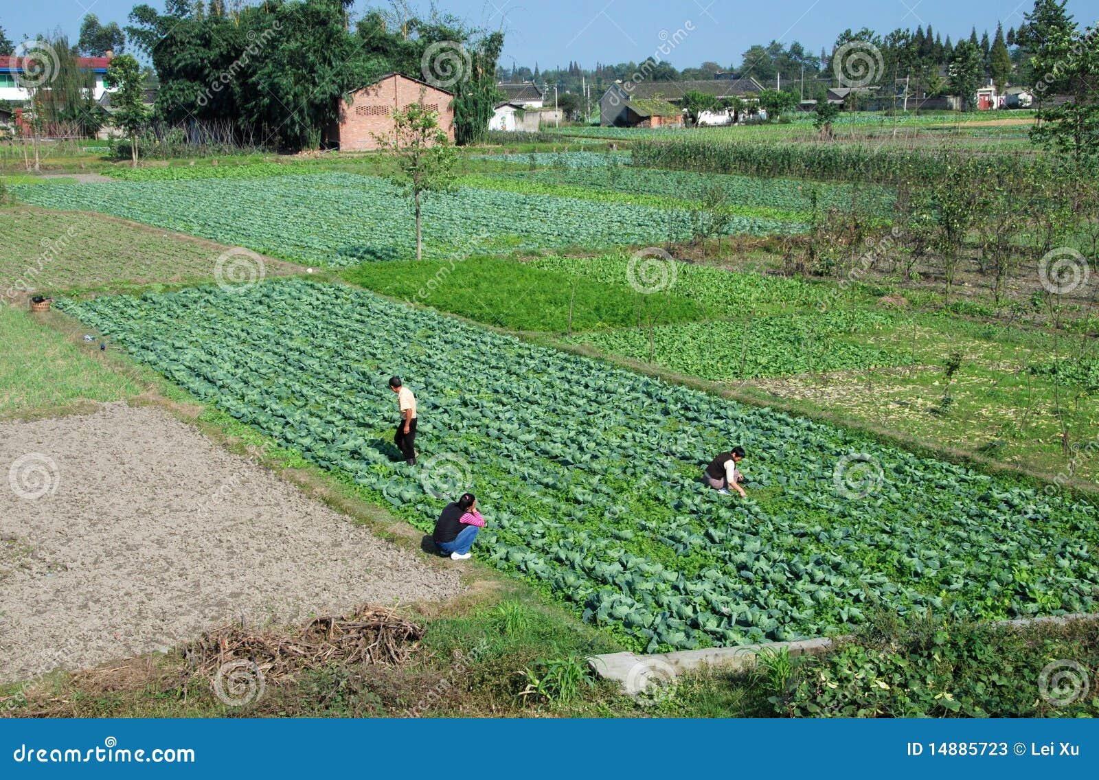 Pengzhou, China: Farmers Working Fields Editorial Stock Photo - Image ...