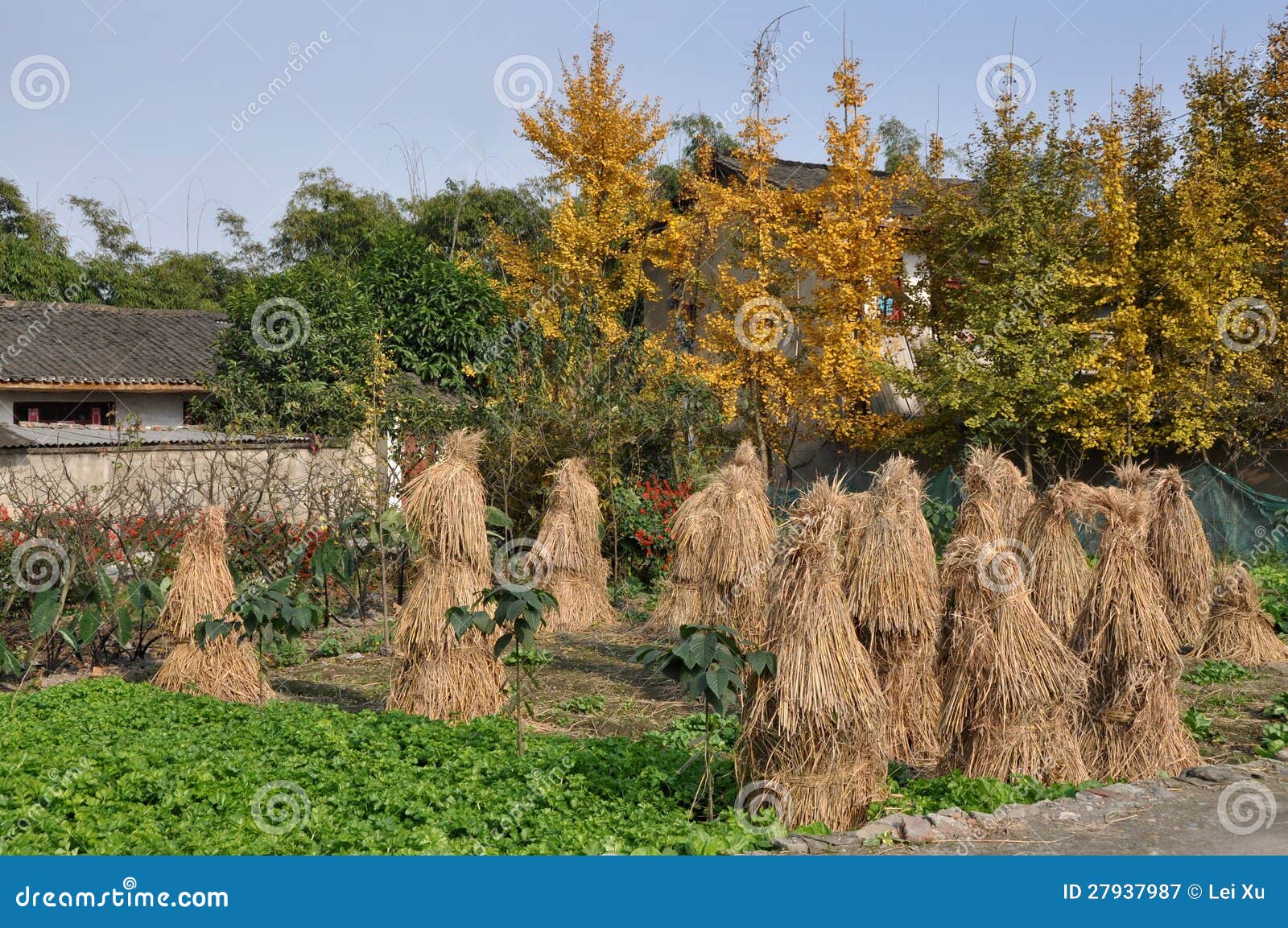 Pengzhou, China: Field of Drying Rice Stalks Stock Image - Image of ...