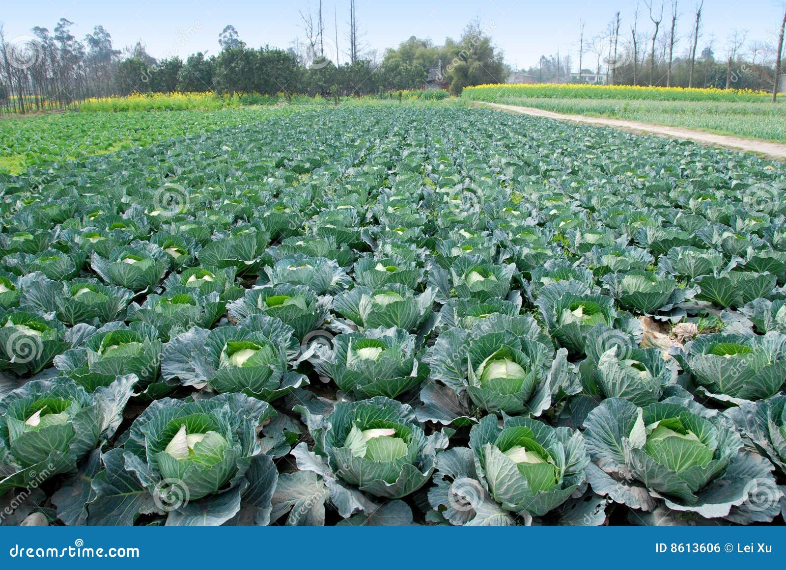 Pengzhou, China: Fields of Cabbages Stock Photo - Image of china ...