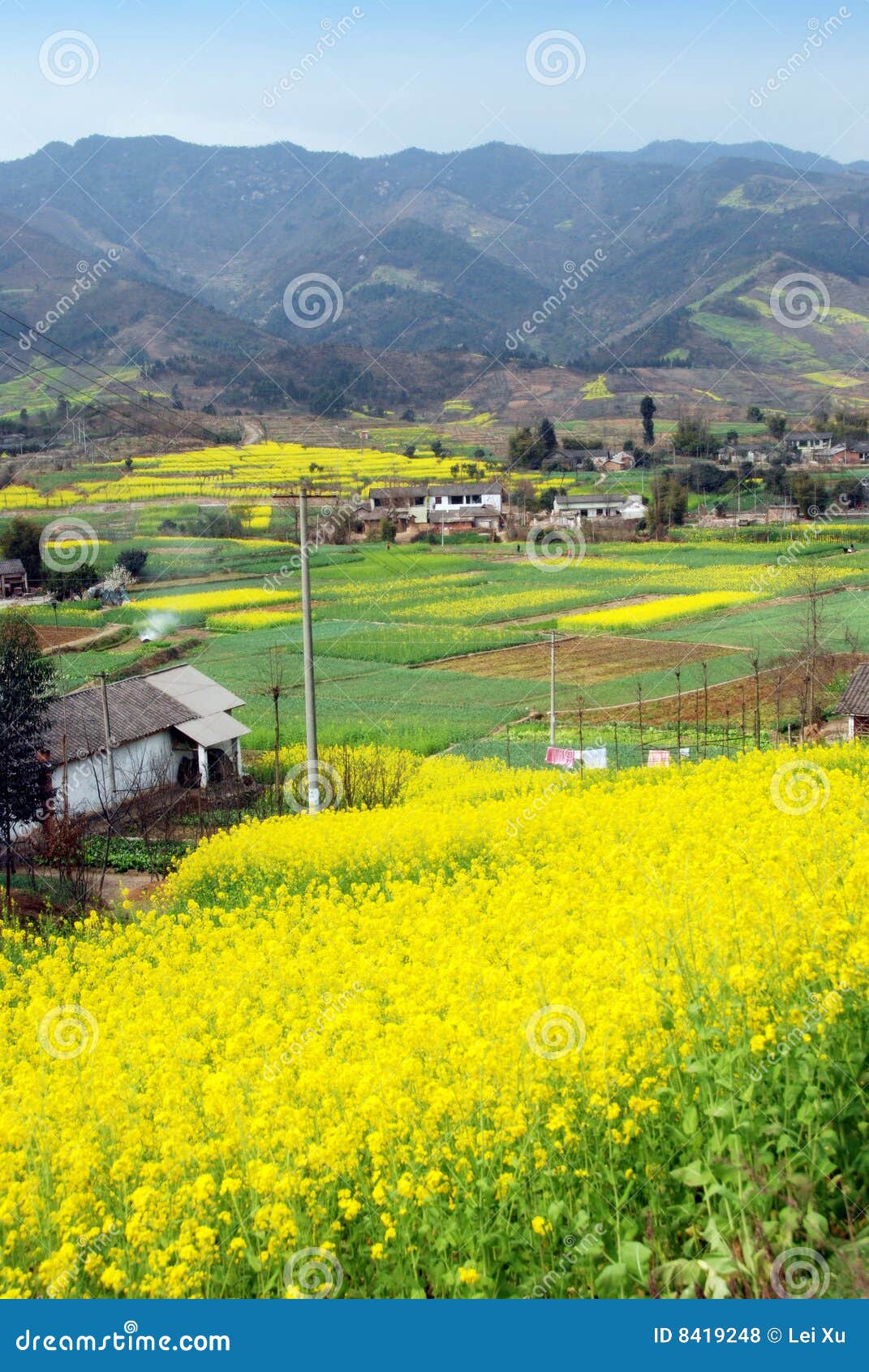 Pengzhou, China: Fields of Rapeseed Flowers Stock Photo - Image of ...