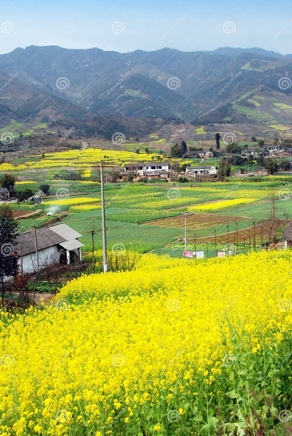 Pengzhou, China: Fields of Rapeseed Flowers Stock Photo - Image of ...