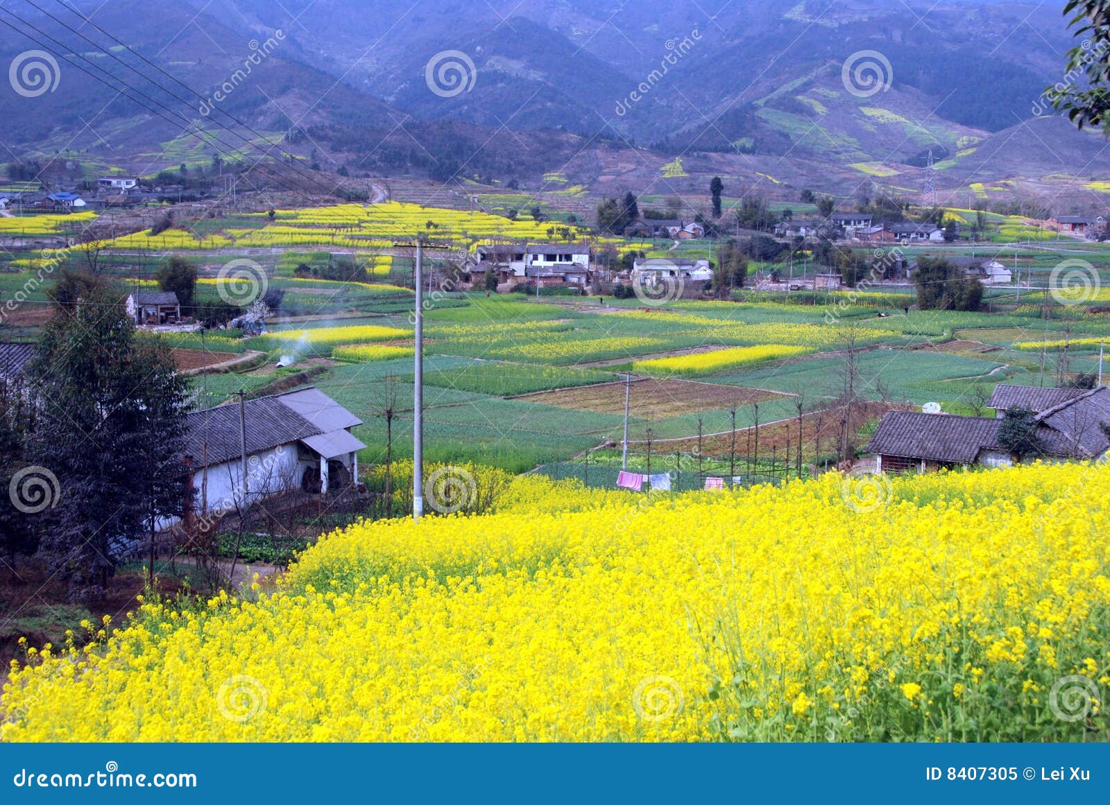 Pengzhou, China: Fields of Yellow Rapeseed Stock Image - Image of ...