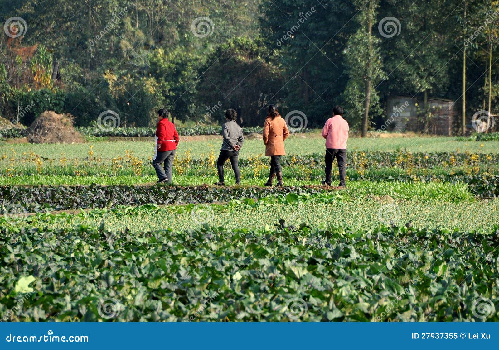 Pengzhou, China: Four Women Walking in Field Editorial Image - Image of ...