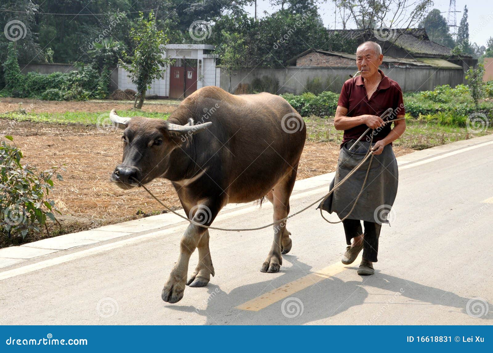 Pengzhou, China: Man Walking Water Buffalo Editorial Photo - Image of ...