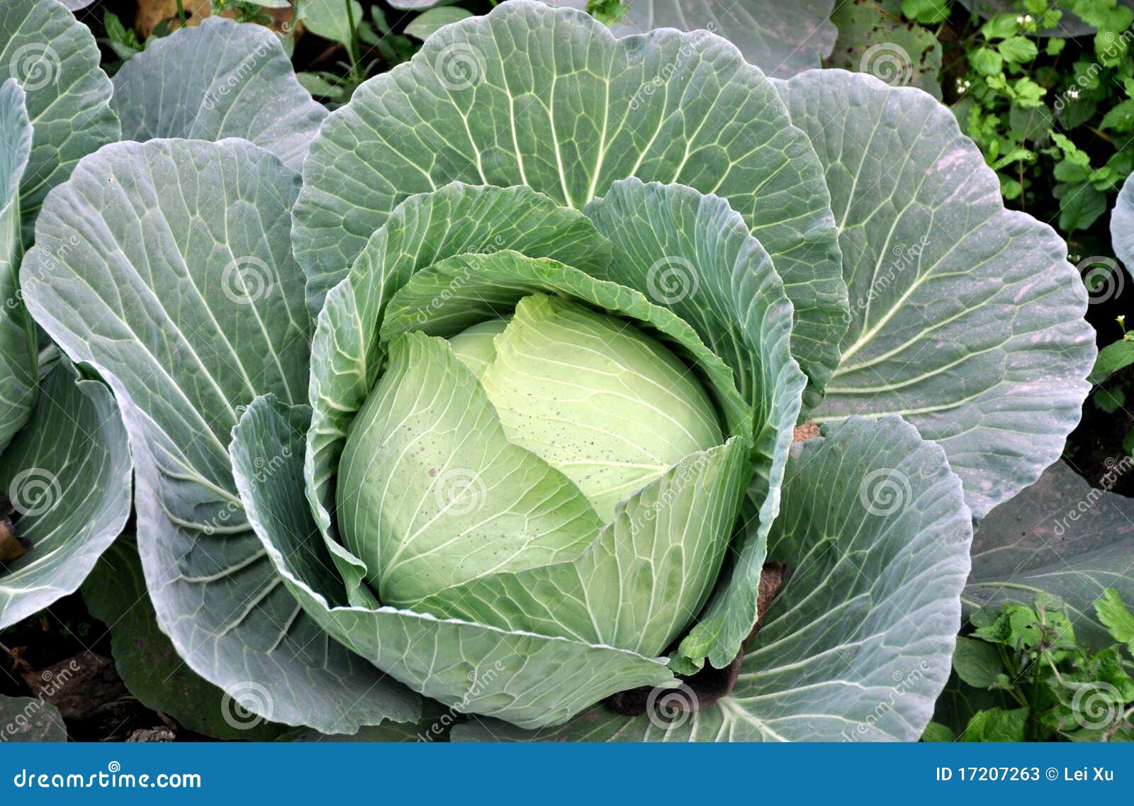 Pengzhou, China: Nahaufnahme Eines Kohl-Kopfes Stock Abbildung ...