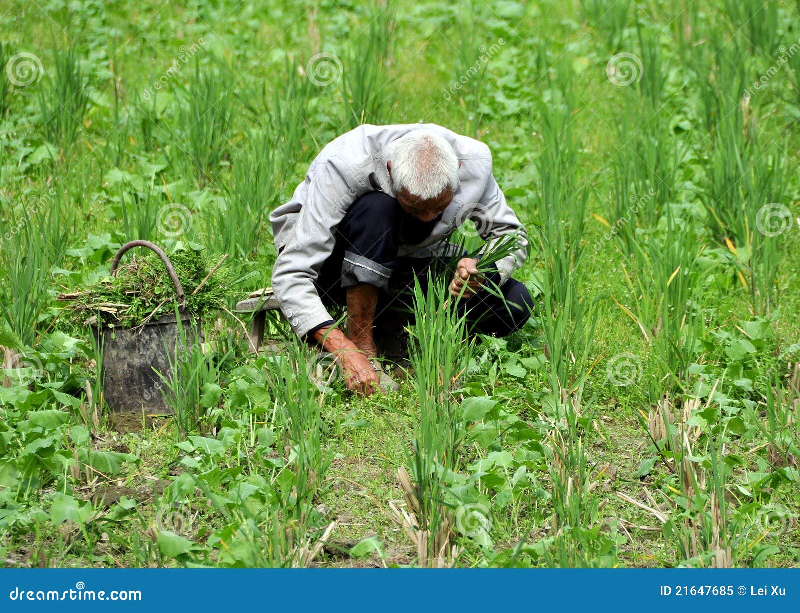 Pengzhou, China: Old Man Picking Rice Grains Editorial Image - Image of ...