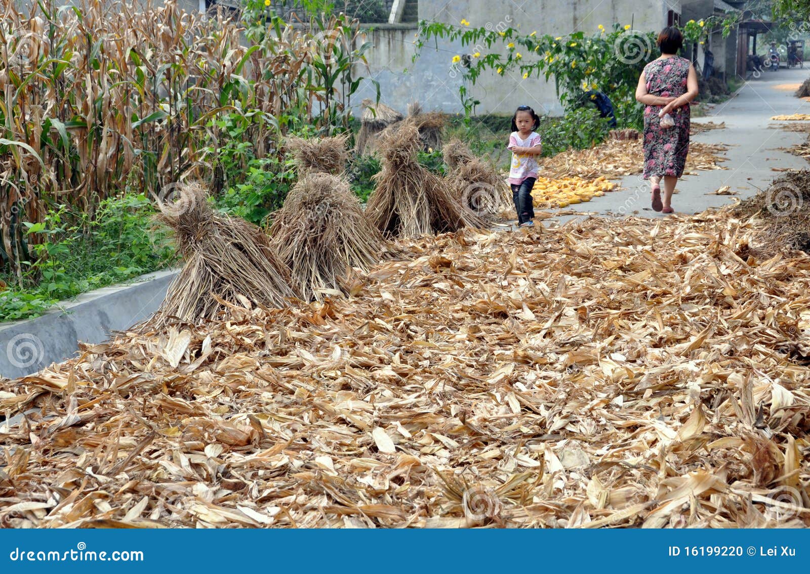 Pengzhou, China: Roadway with Drying Corn Husks Editorial Image - Image ...
