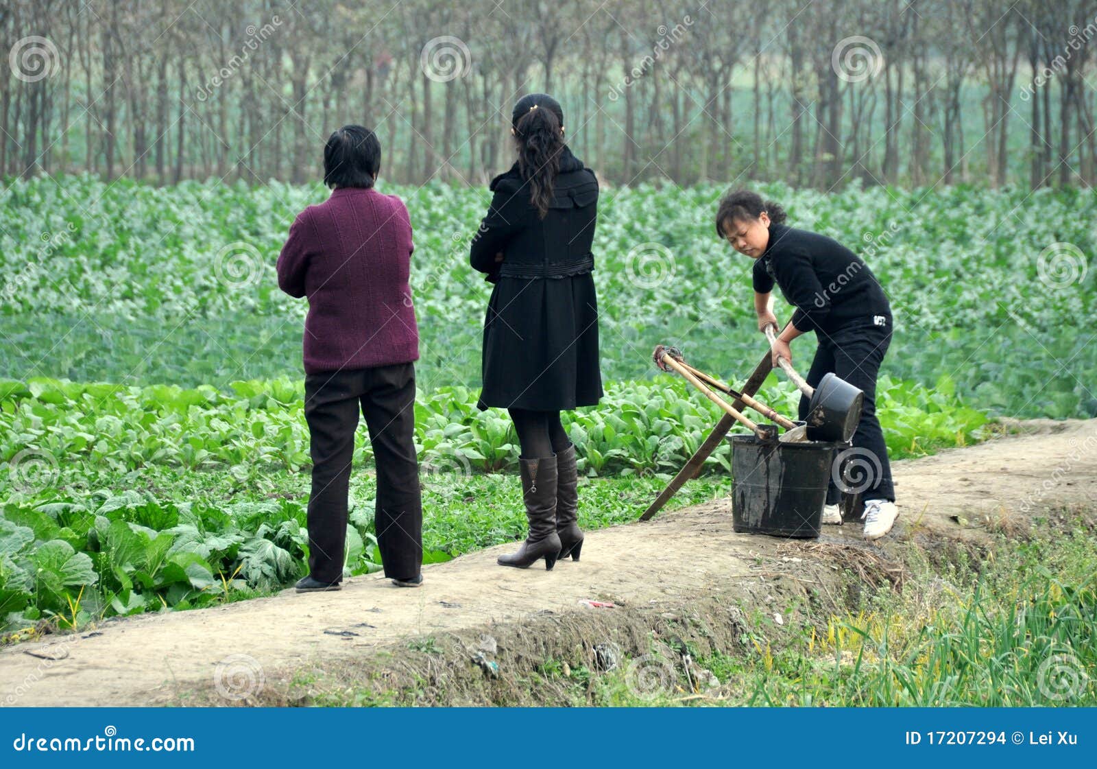 Pengzhou, China: Three Women in a Farm Field Editorial Stock Image ...