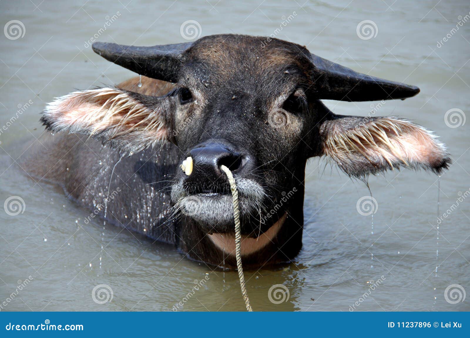 Pengzhou, China: Waterbuffel Stock Foto - Image of gebonden, vijver: 11237896