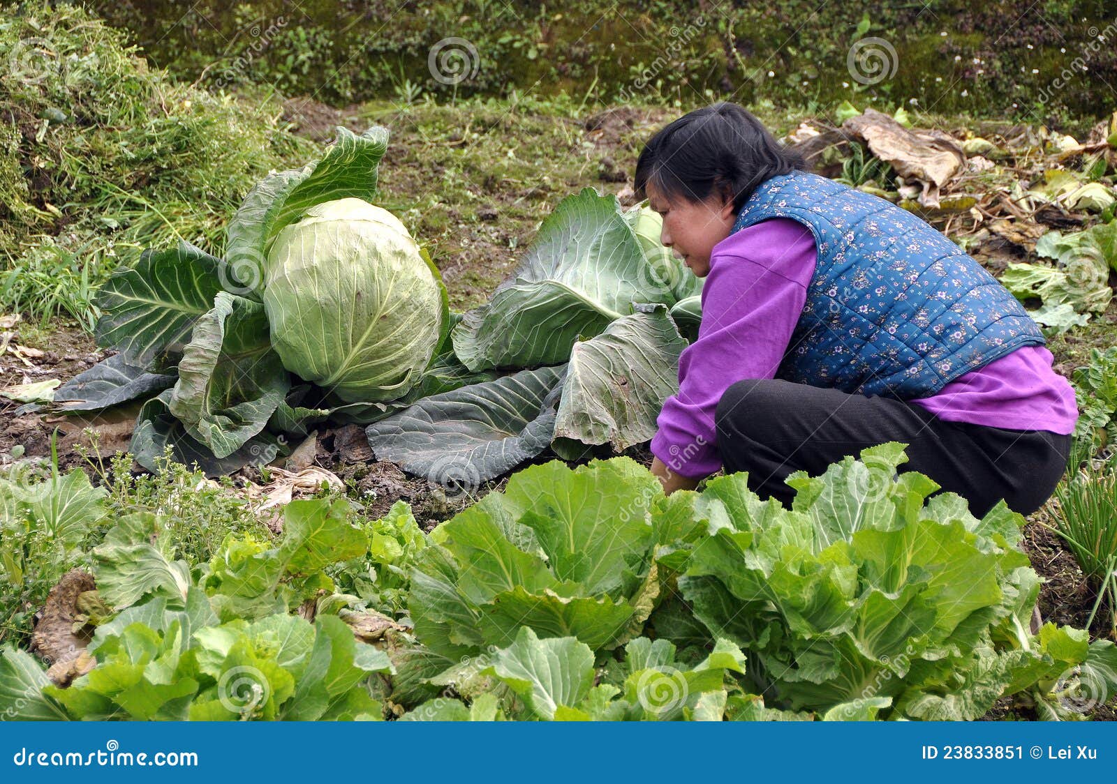 Pengzhou, China: Woman with Huge Cabbage Editorial Photo - Image of ...