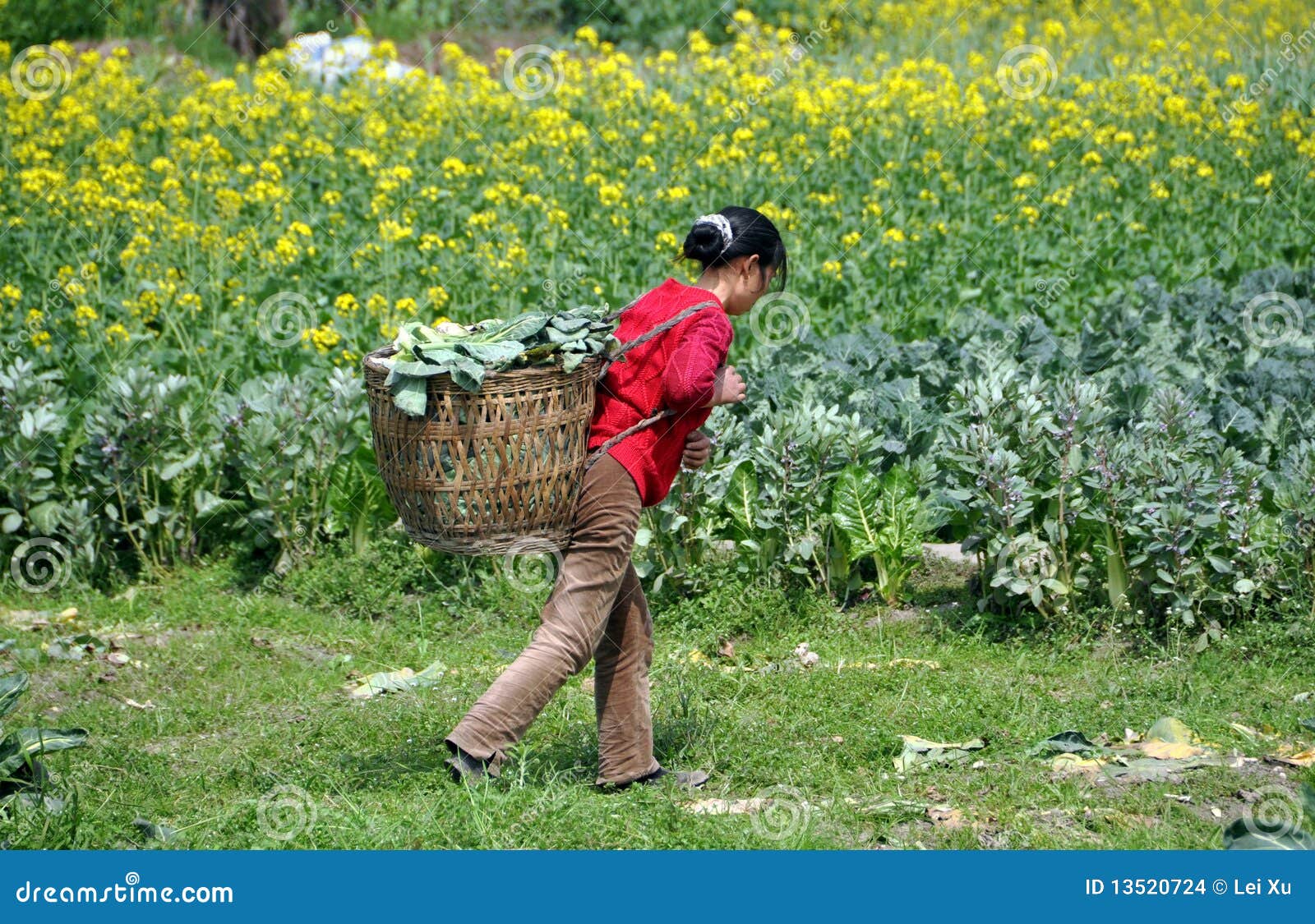 Pengzhou, China: Woman Working on Farm Editorial Stock Image - Image of ...