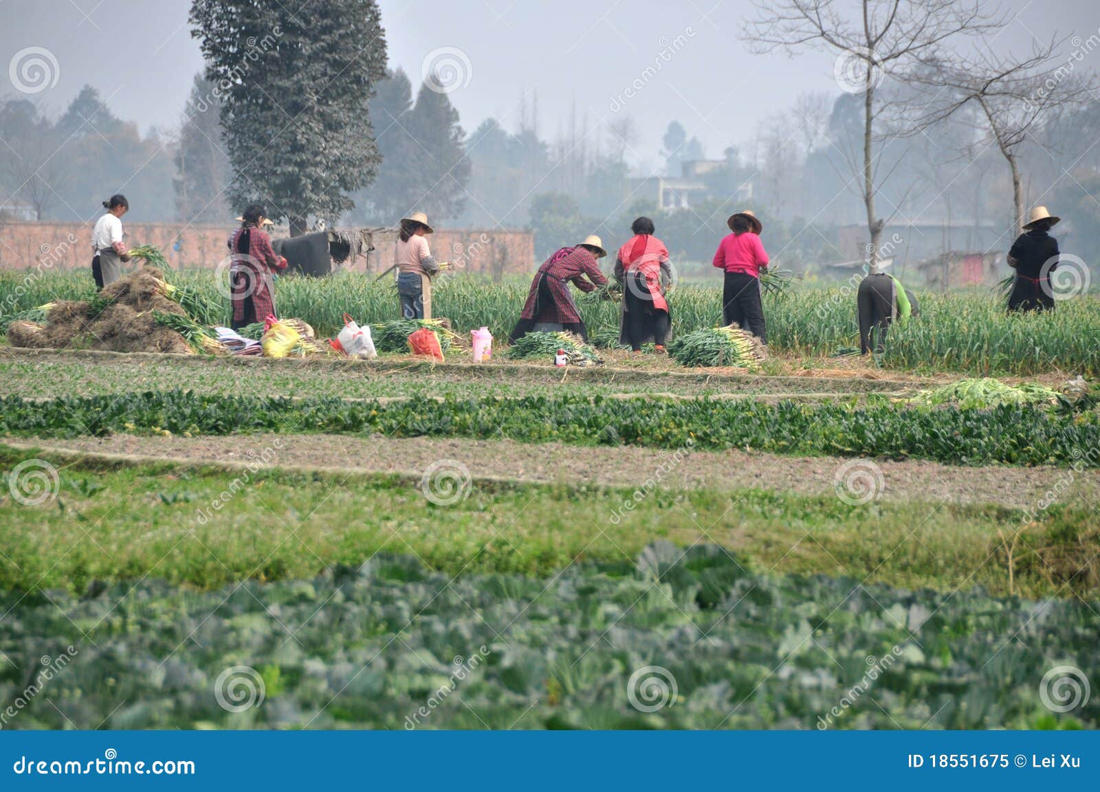 Pengzhou, China: Workers Harvesting Garlic Editorial Image - Image of ...