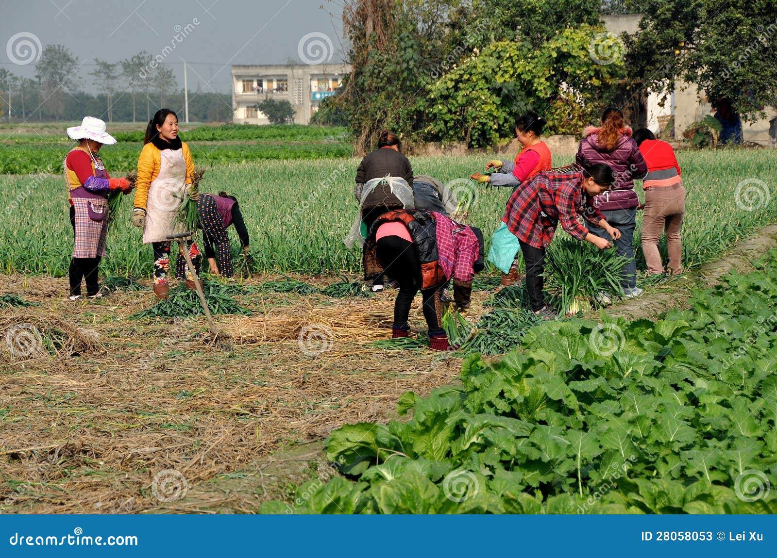 Pengzhou, China: Workers Harvesting Garlic Editorial Stock Photo ...
