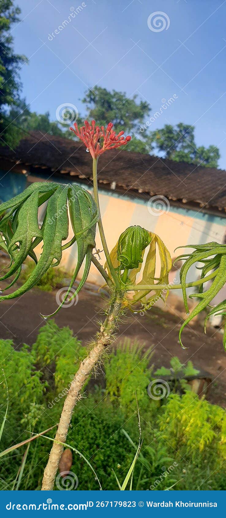 Penicilin flower stock image. Image of green, forest - 267179823