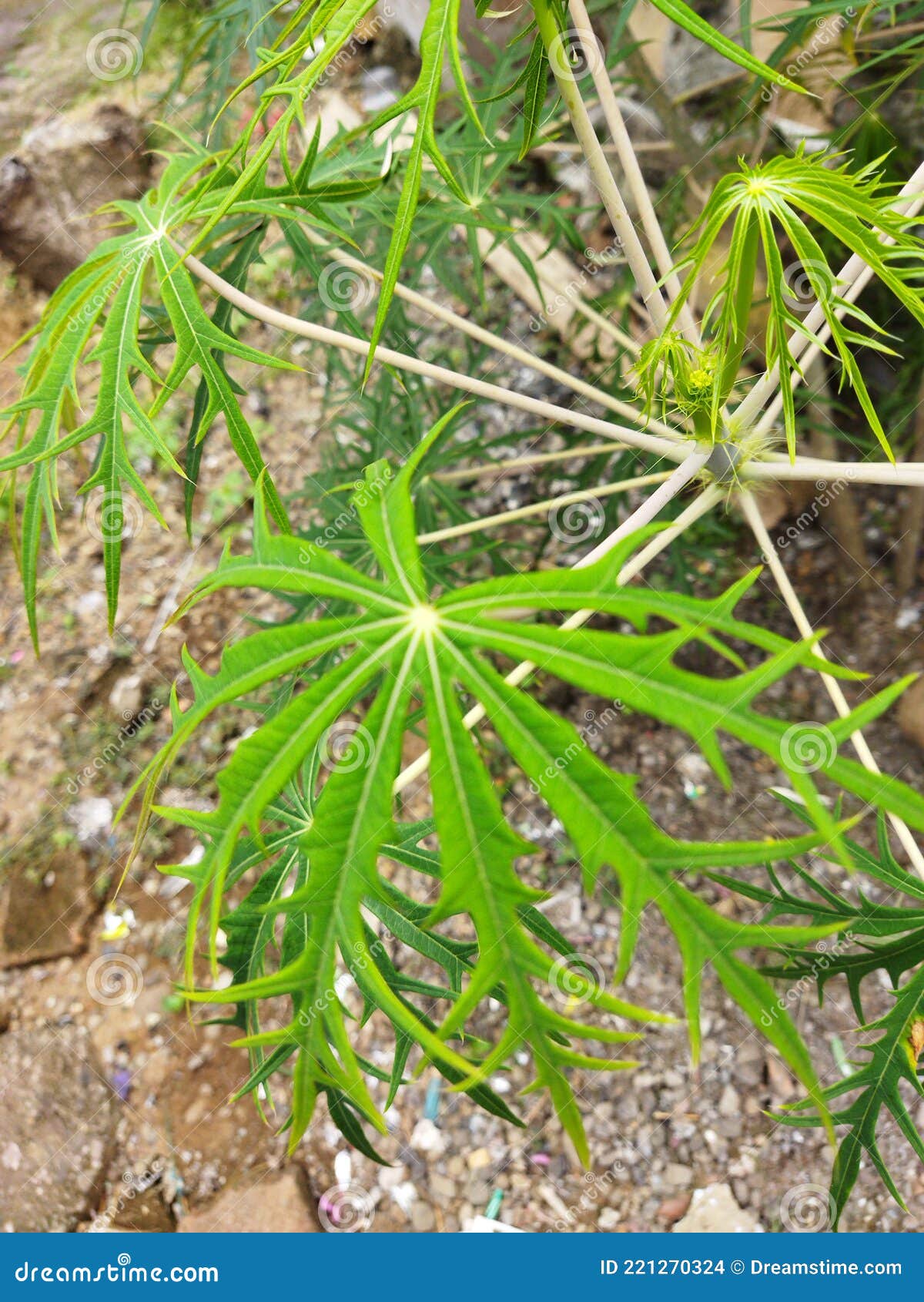 Penicillin plant stock photo. Image of penicillin, house - 221270324