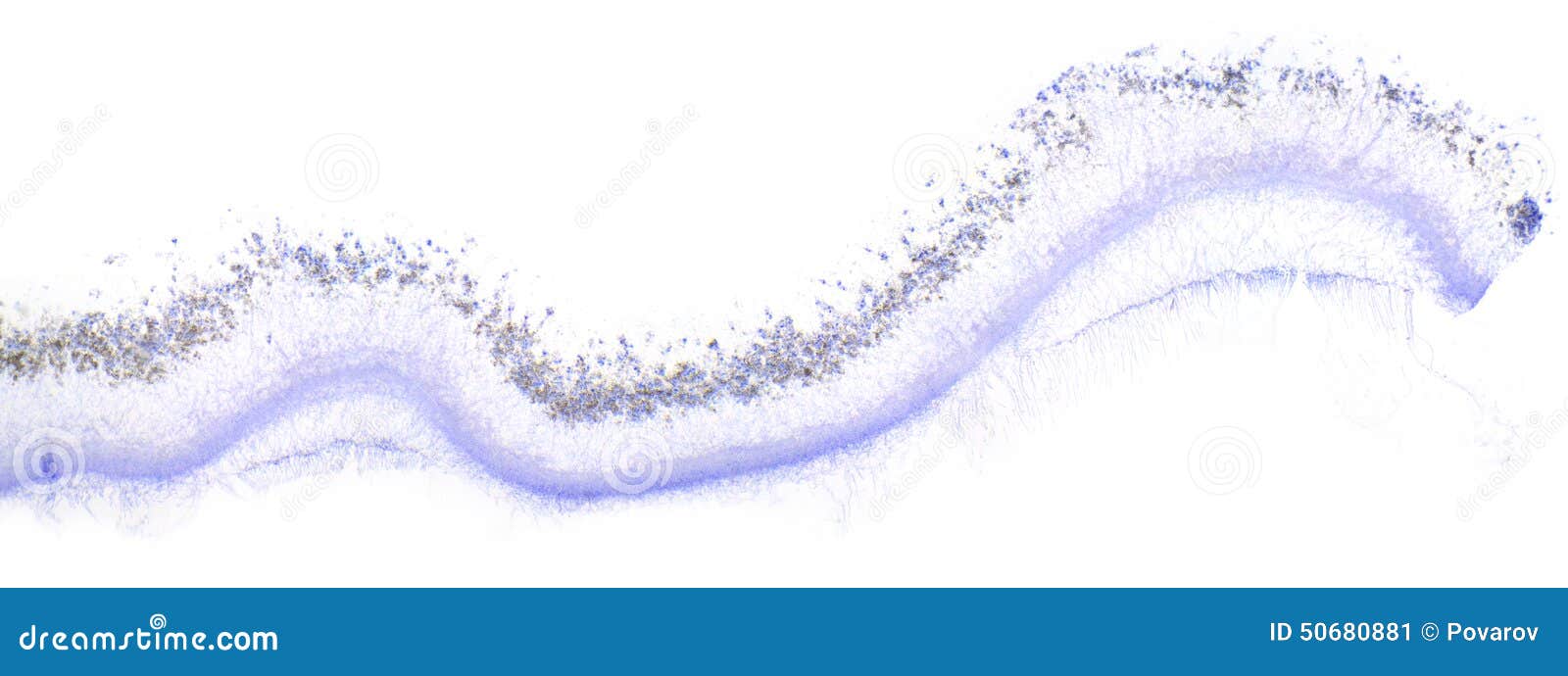 Penicillin Under the Microscope, (Penicillium W.M) Stock Image - Image ...