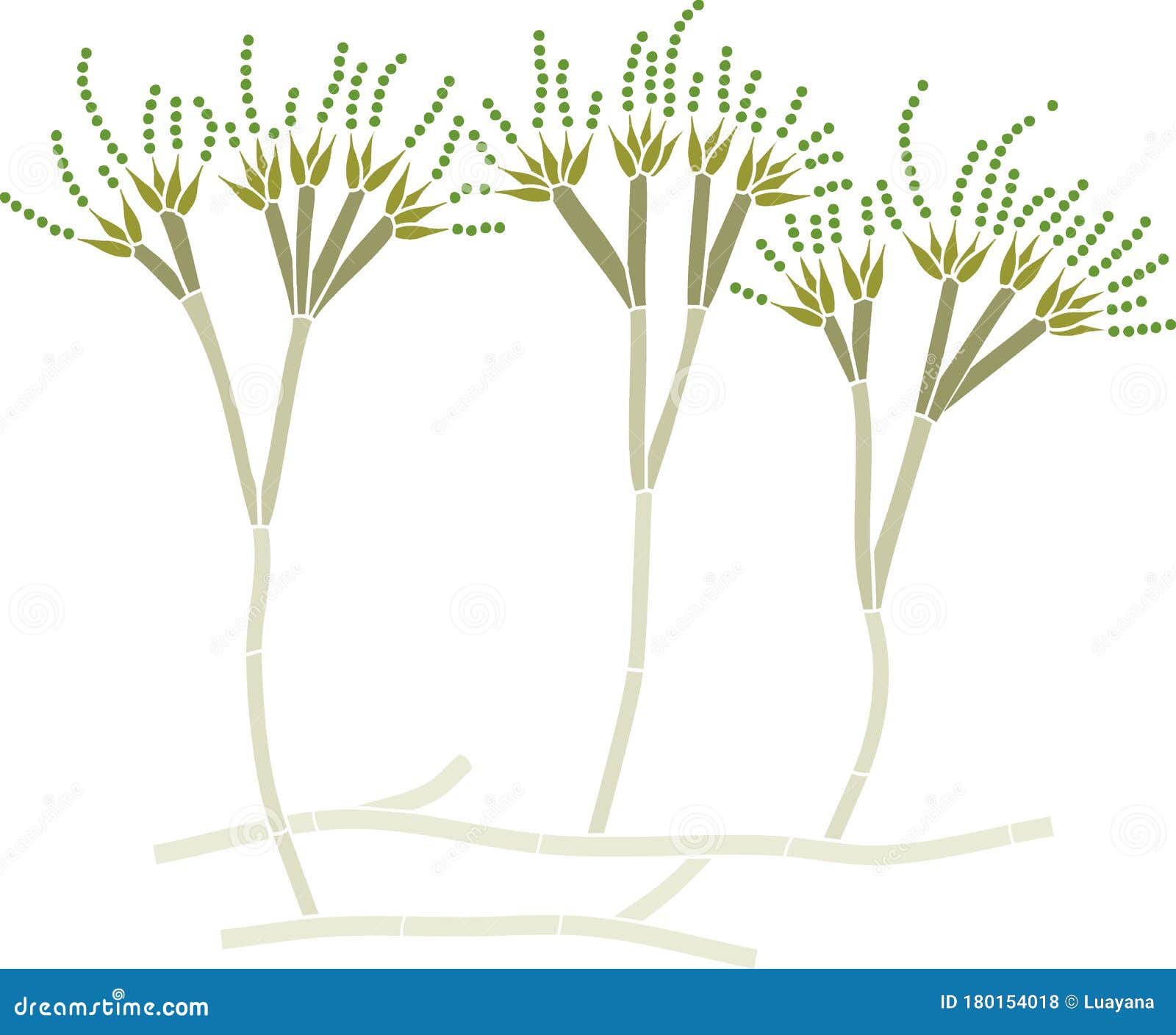 Structure Of Penicillium. Mycelium With Conidiophore And Conidium ...