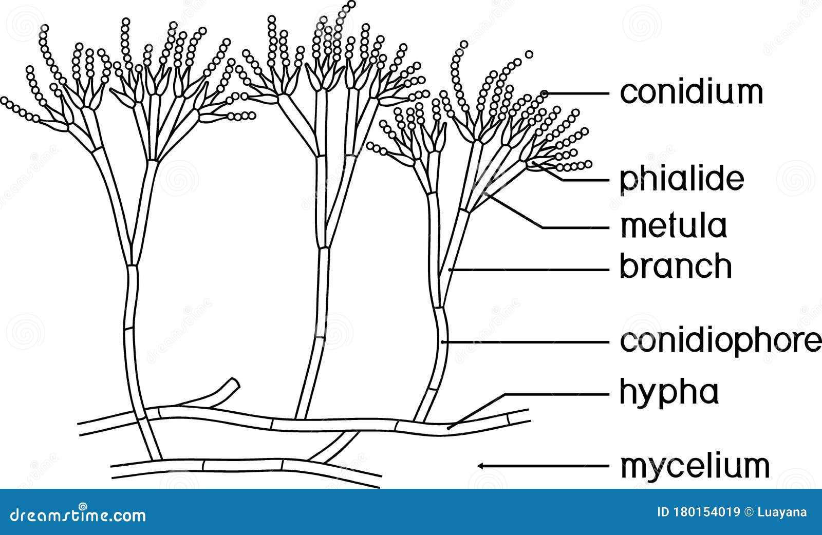 Structure Of Penicillium. Mycelium With Conidiophore And Conidium ...