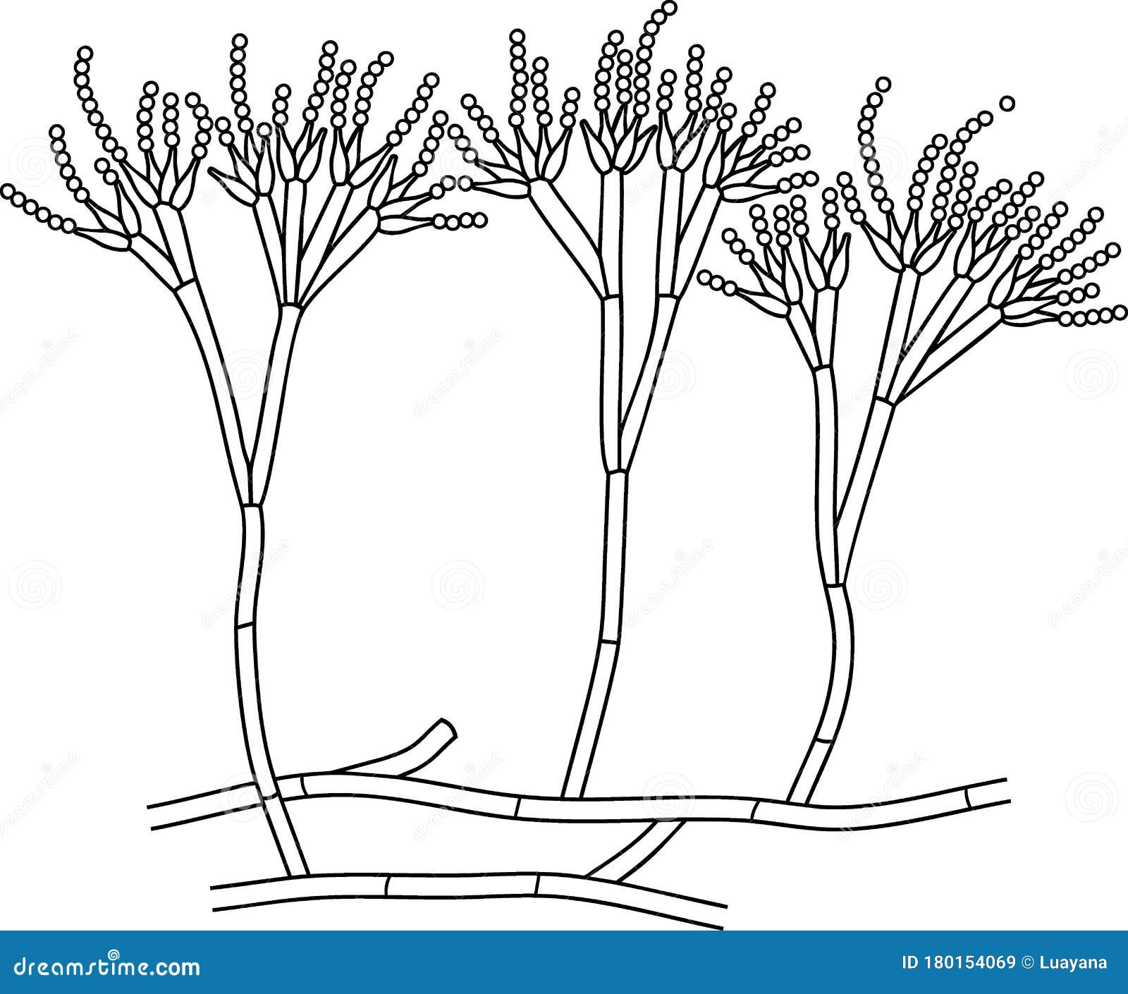 Coloring Page with Structure of Penicillium. Mycelium with Conidiophore ...