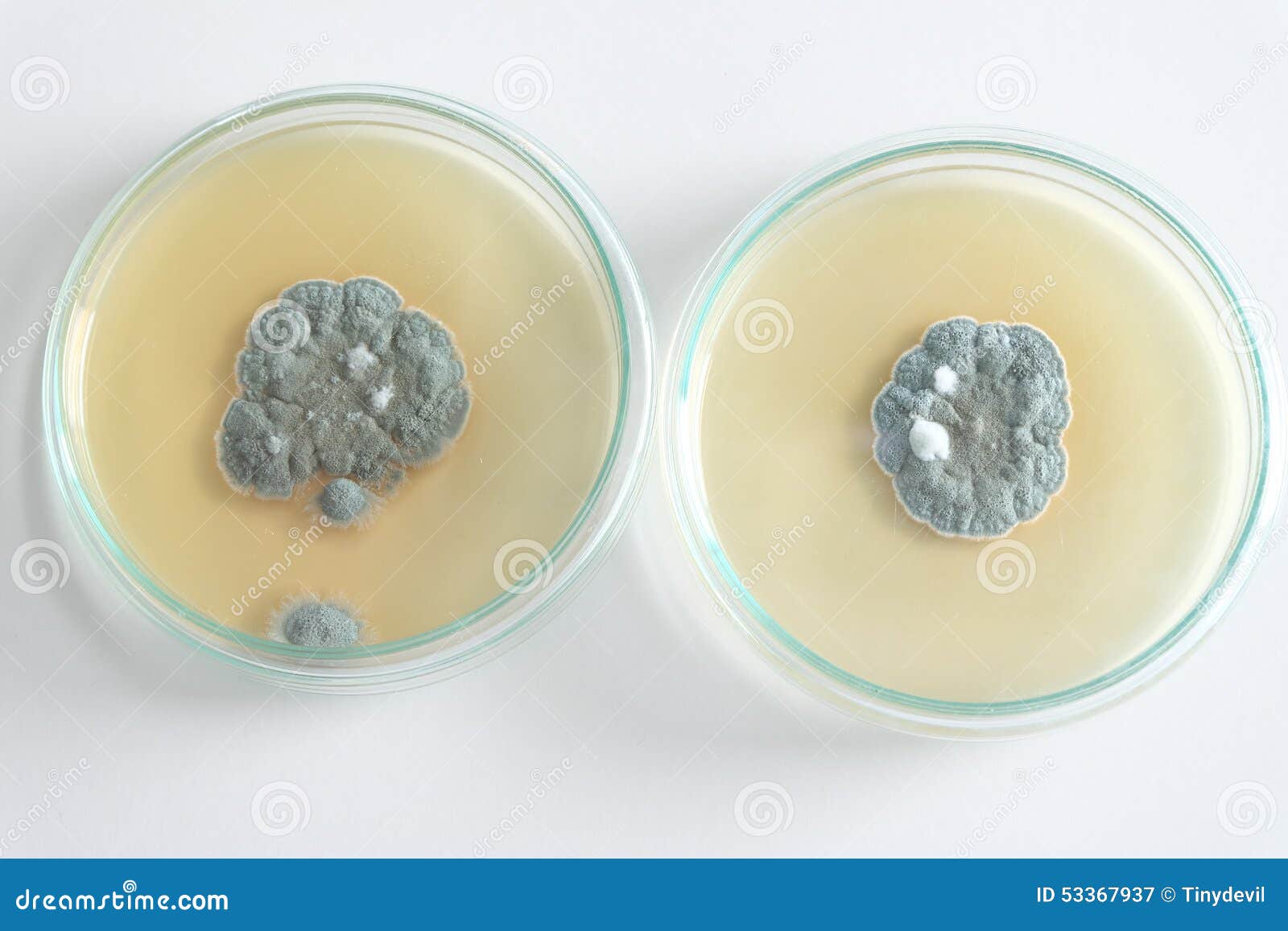 Penicillium Fungi on Agar Plate Stock Image - Image of investigation ...