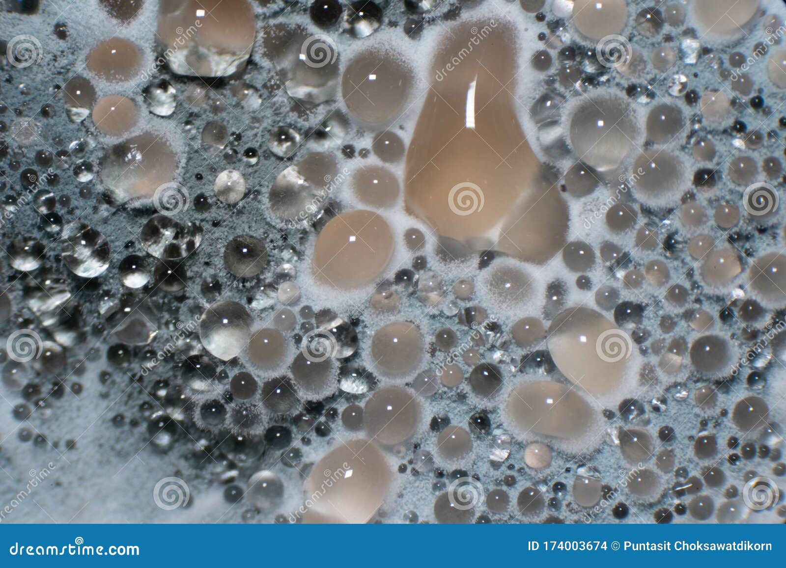 Penicillium Fungis Under Microscopy for Microbiology Classroom ...