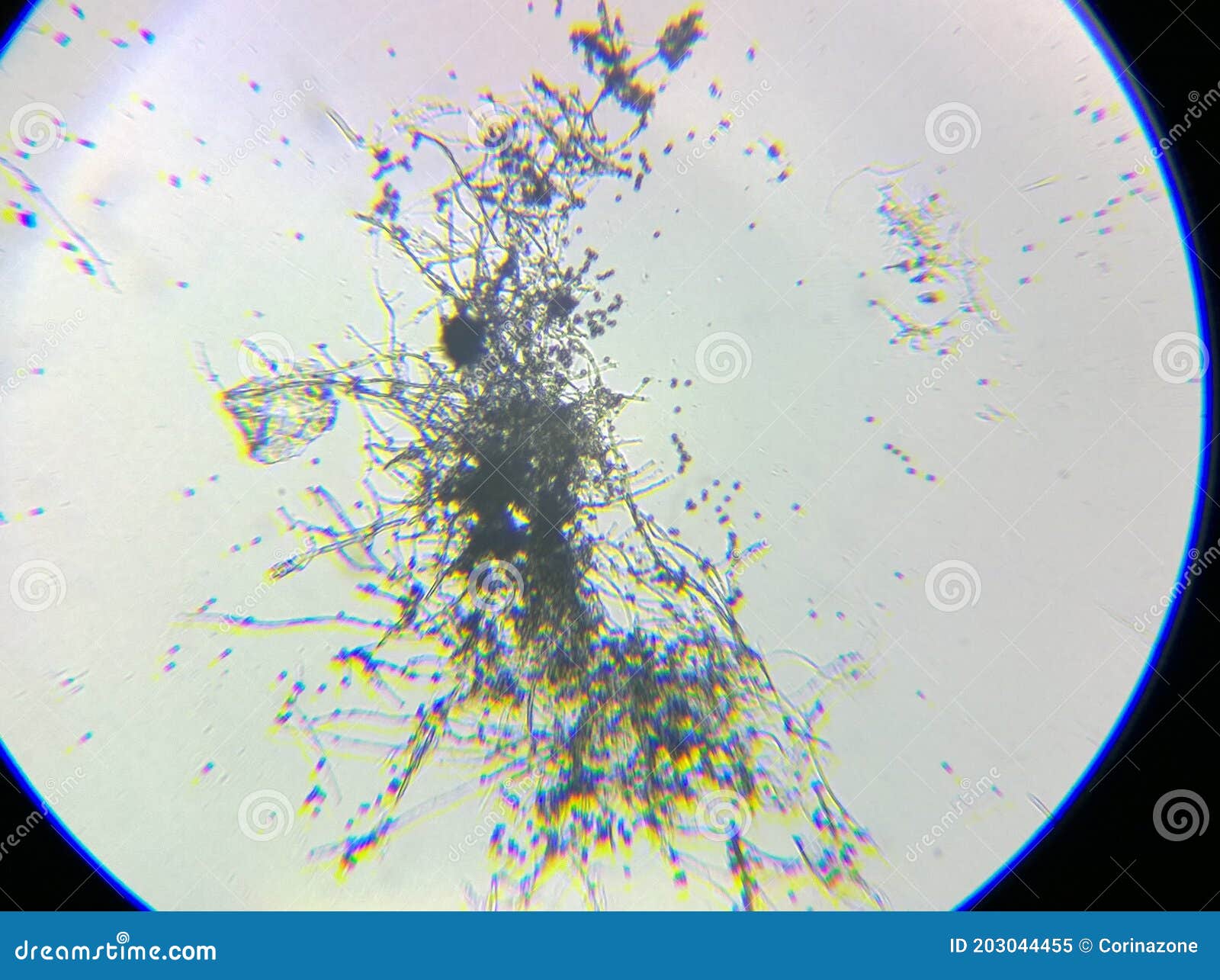 Penicillium Genus Moho Esporas Micelio Bajo Microscopio Imagen de ... Penicillium Genus Moho Esporas Micelio Bajo Microscopio Imagen de ...