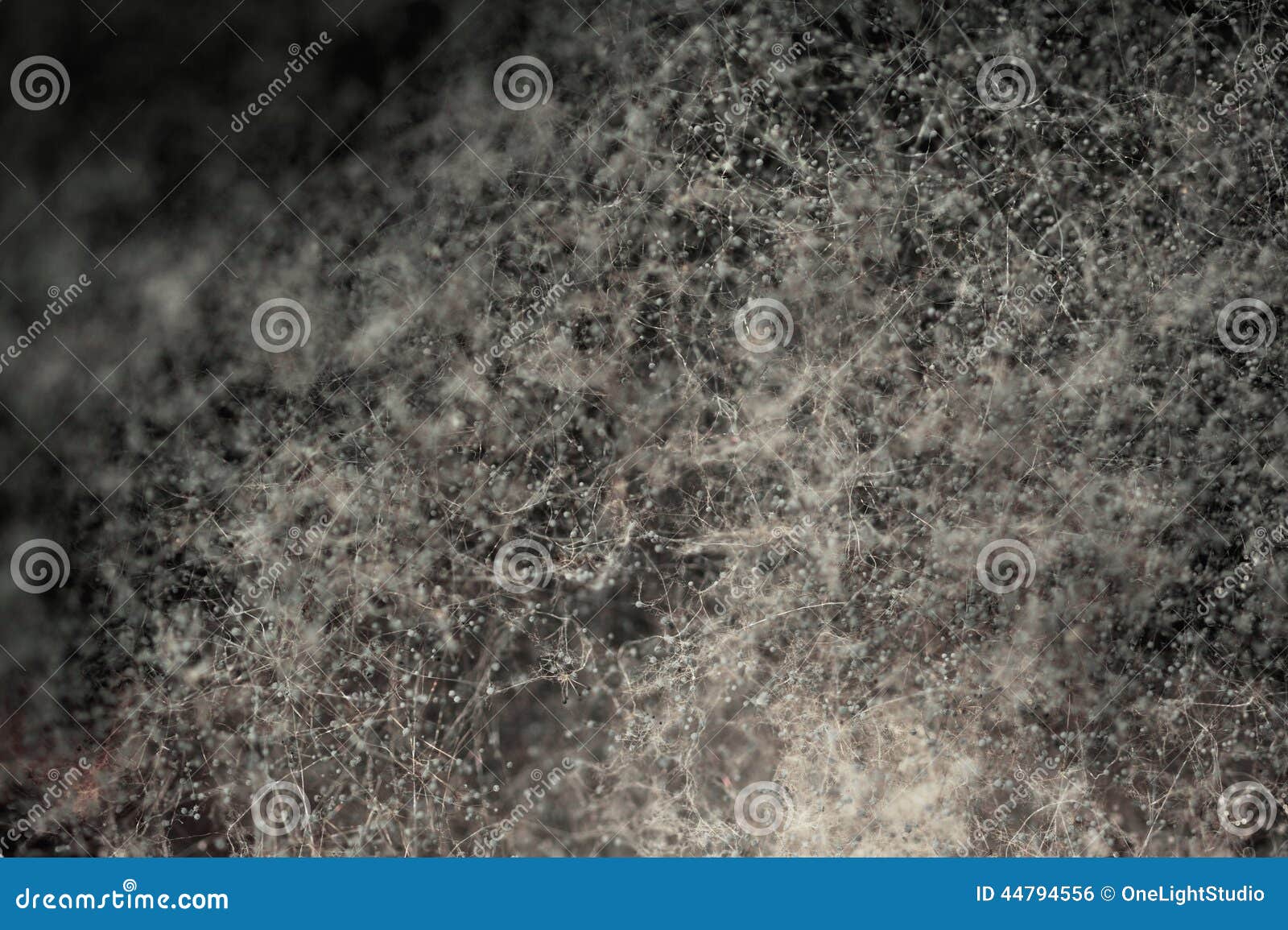 Mould Cell Structure Stock Photos - Free & Royalty-Free Stock Photos ...