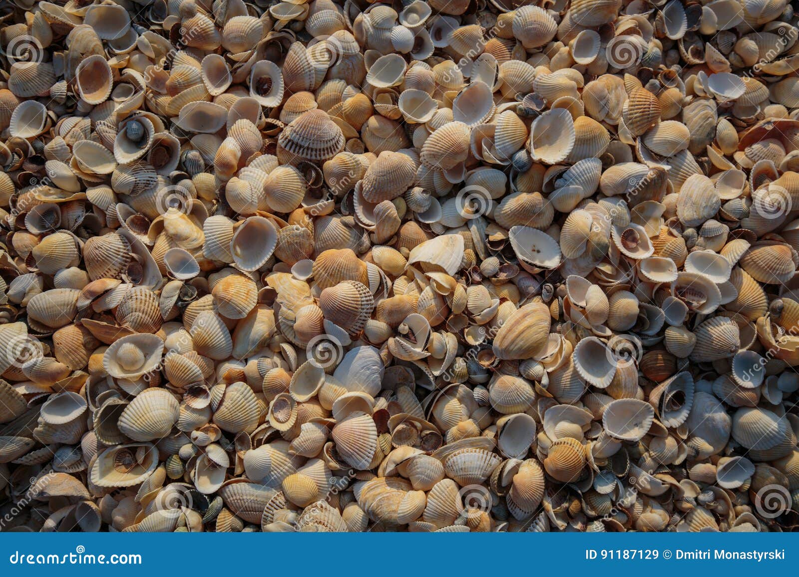 Peninsula Crimea, the Coast of the Azov Sea. the Beach is Covere Stock ...