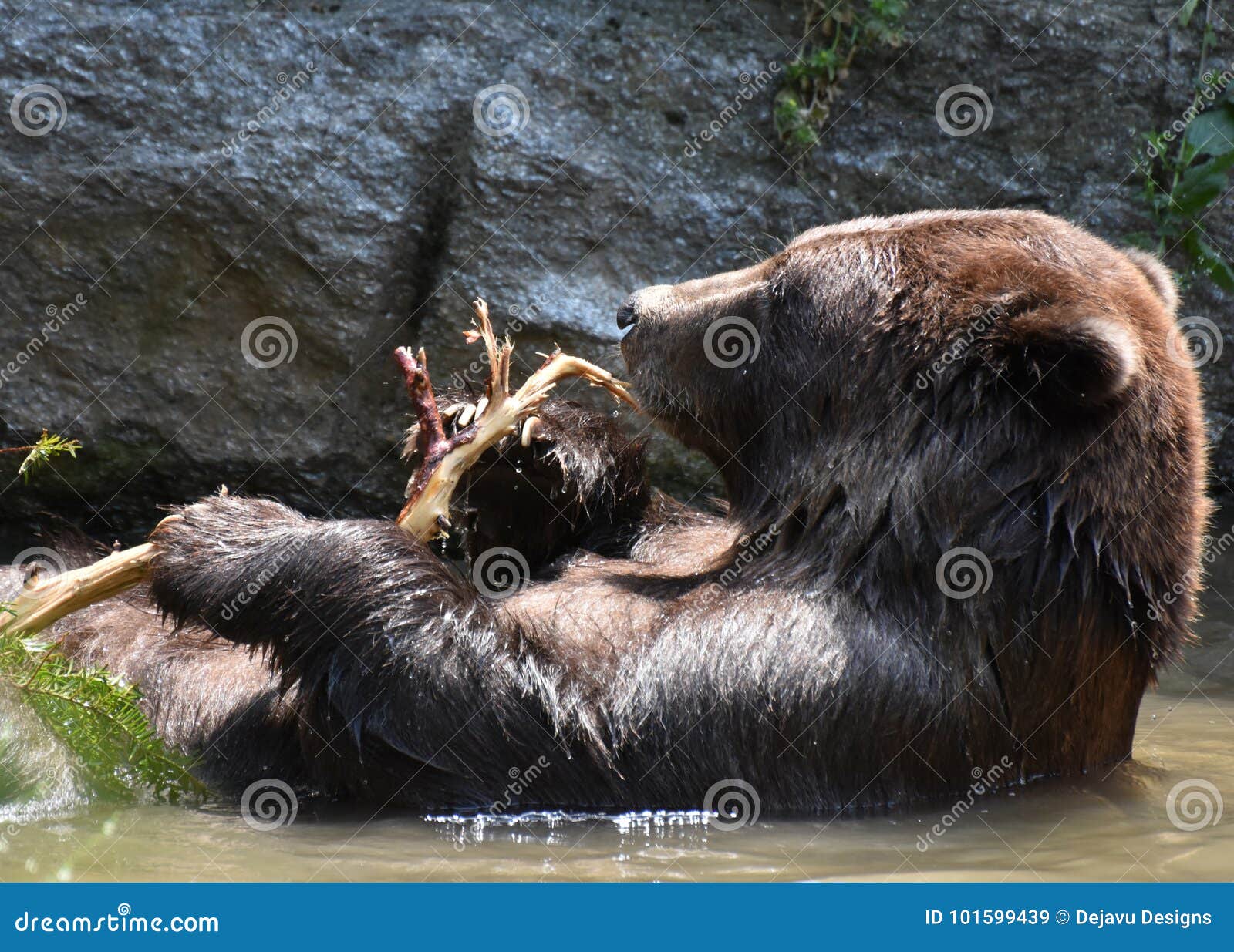 Peninsular Bear Floating in the Wild Taking a Bath Stock Image - Image ...
