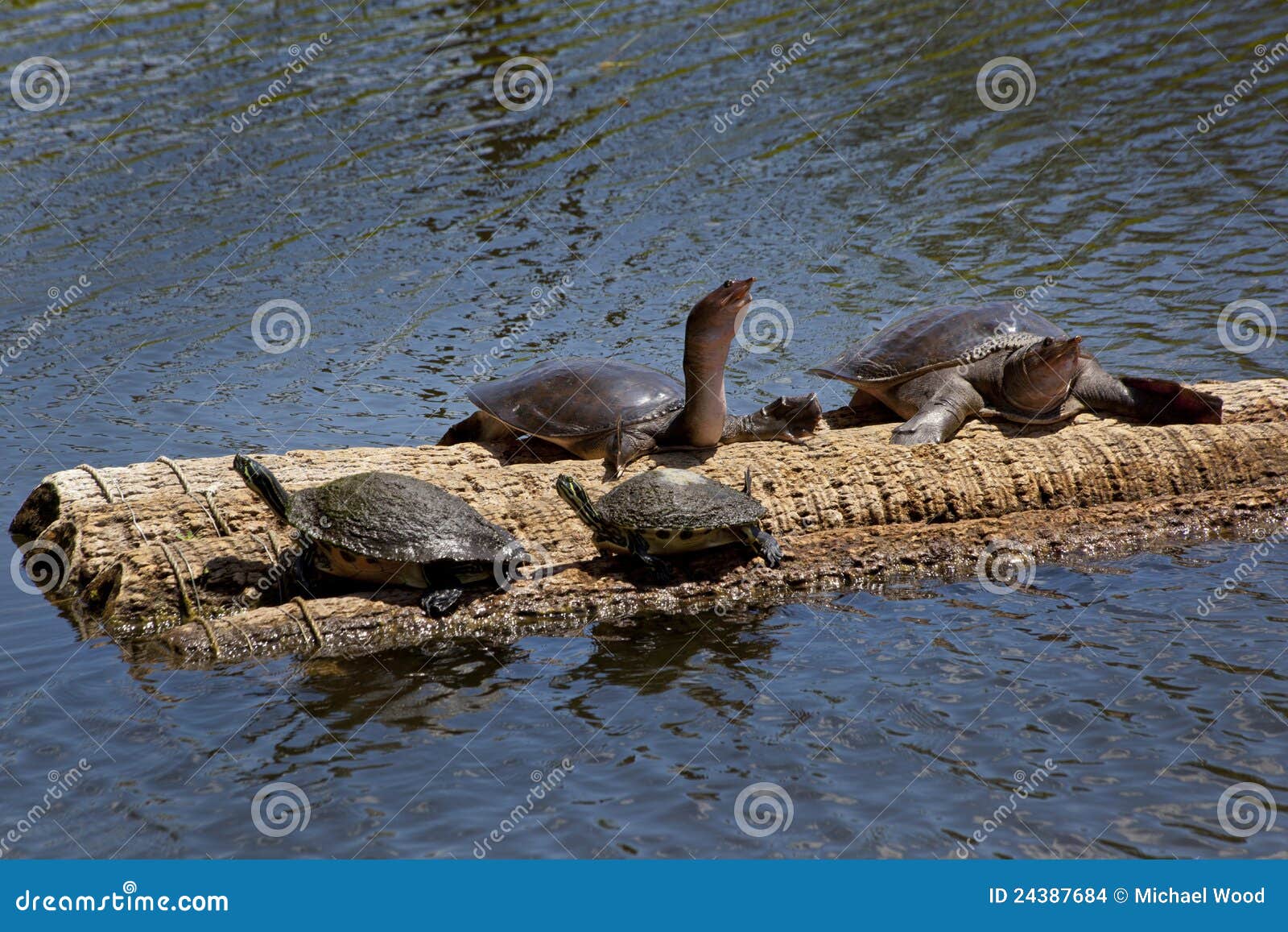 Penisula & Florida Softshell Turtles Stock Photo - Image of april ...