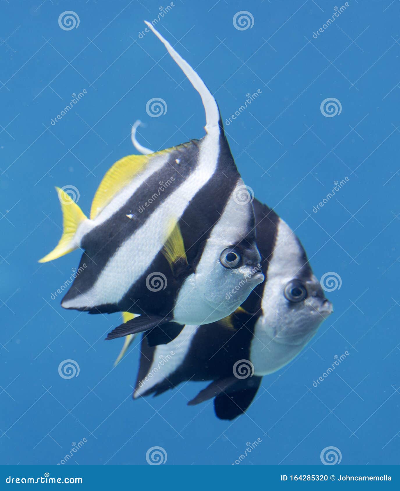 Pennant Butterflyfish stock photo. Image of pennant - 164285320