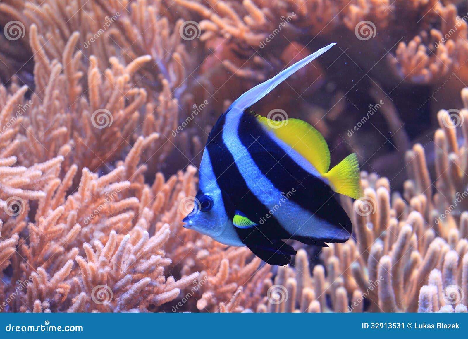 Pennant coralfish stock image. Image of pennant, ocean - 32913531