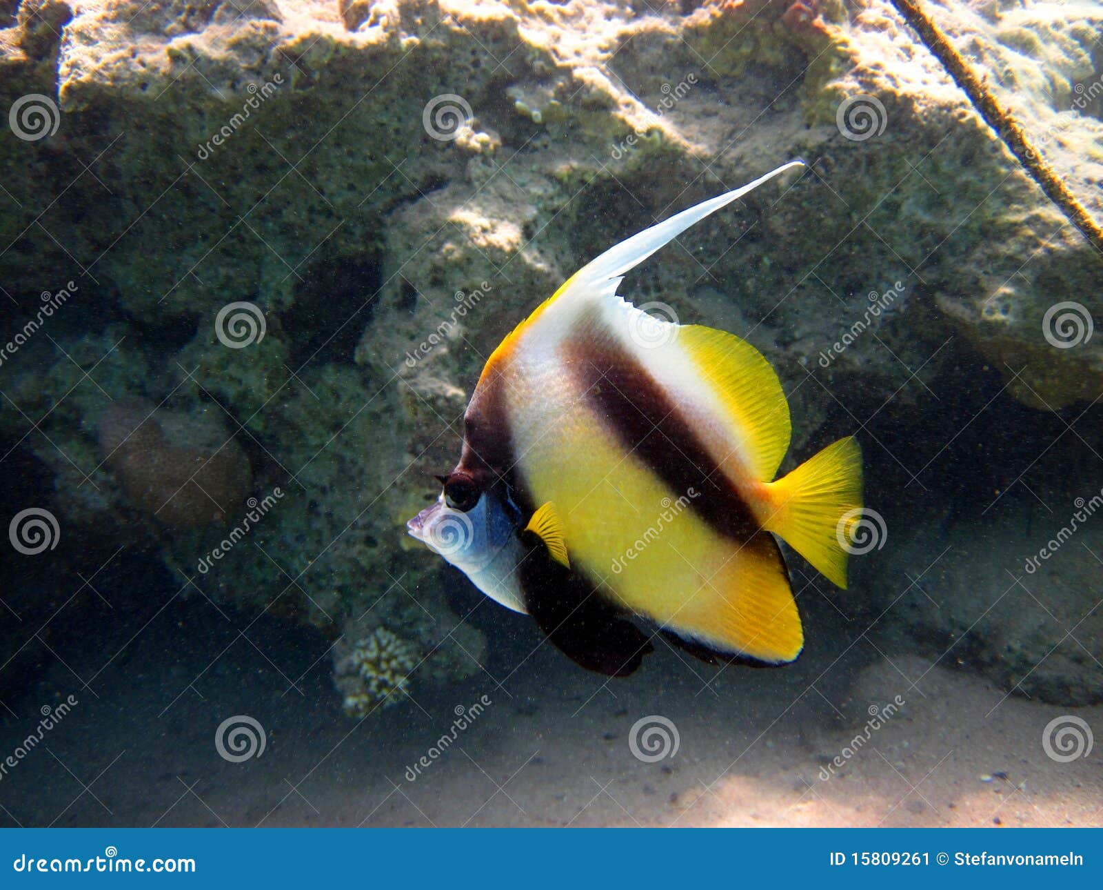 Pennant fish stock image. Image of tropic, stripe, swim - 15809261