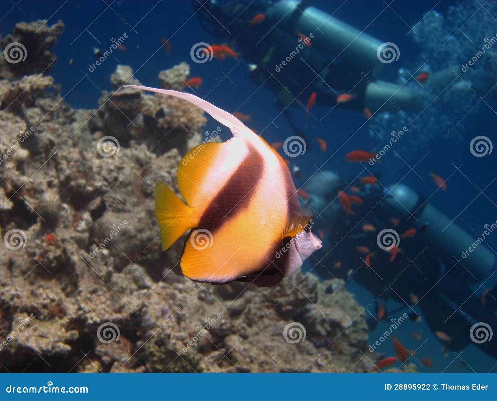 Pennant fish stock photo. Image of healthy, beach, lake - 28895922