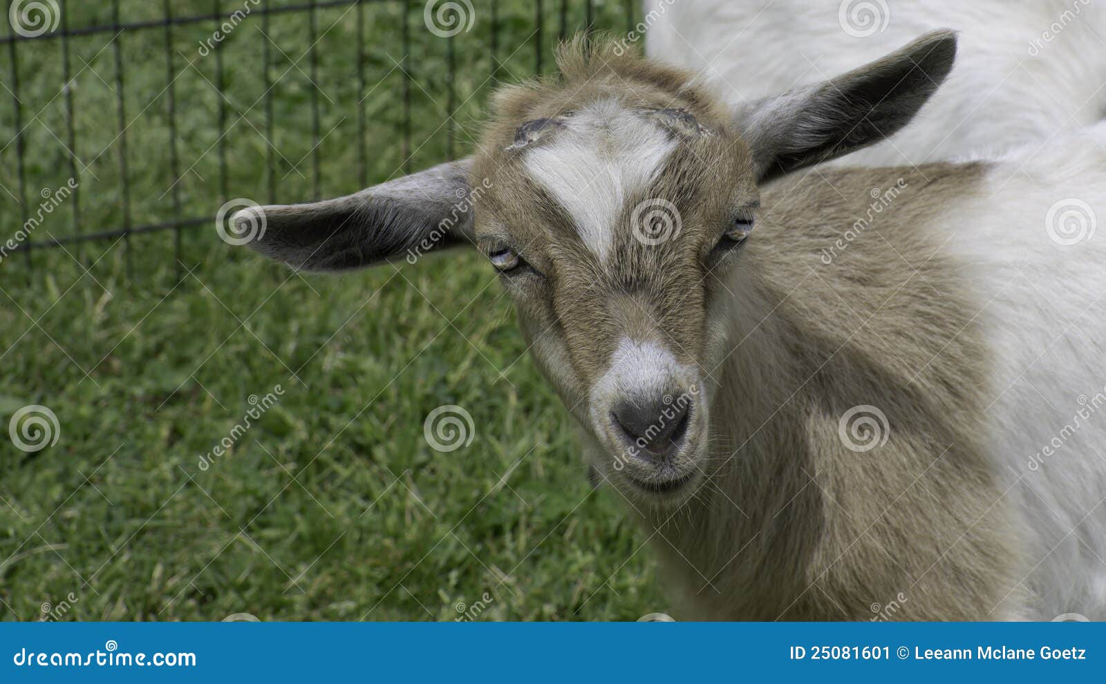 Penned Fainting Goat stock image. Image of muscle, farm - 25081601