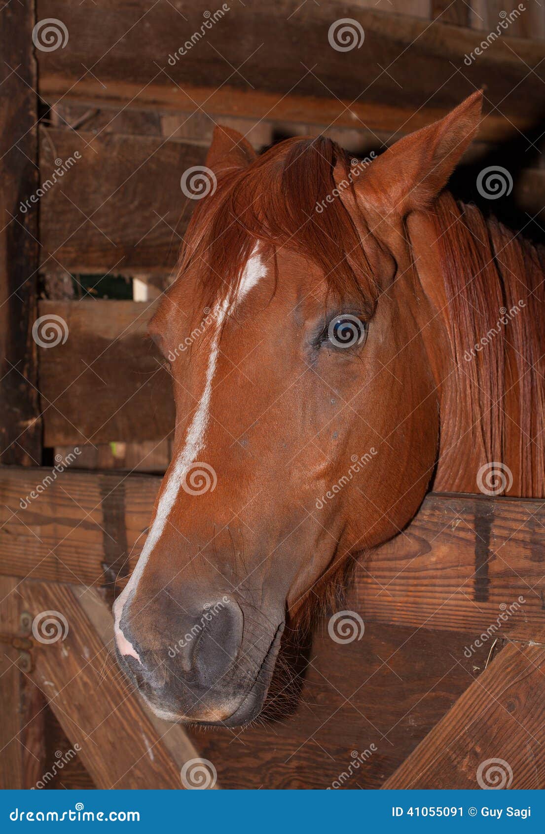 Penned horse stock image. Image of gate, nose, brown - 41055091