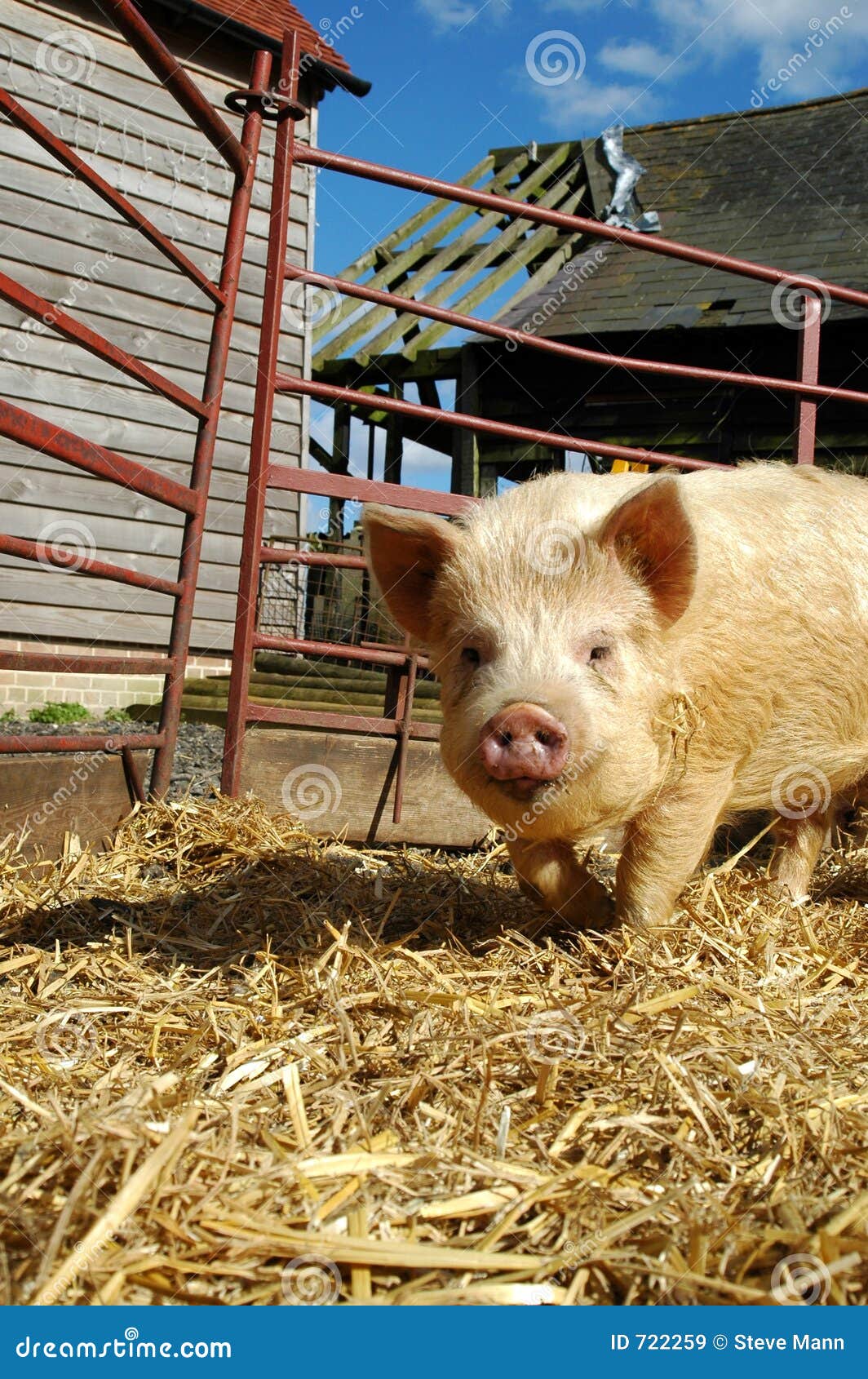 Penned Piglet stock image. Image of piglet, hunger, piglets - 722259