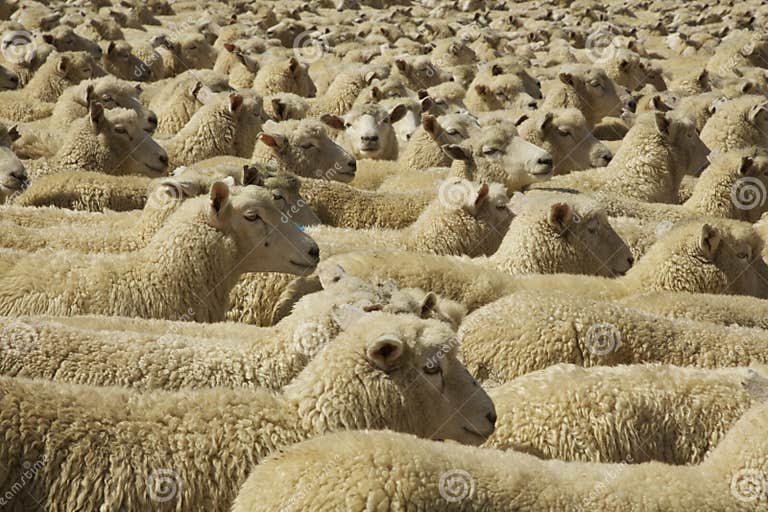 Penned up Flock of Sheep stock photo. Image of farm, running - 28204108
