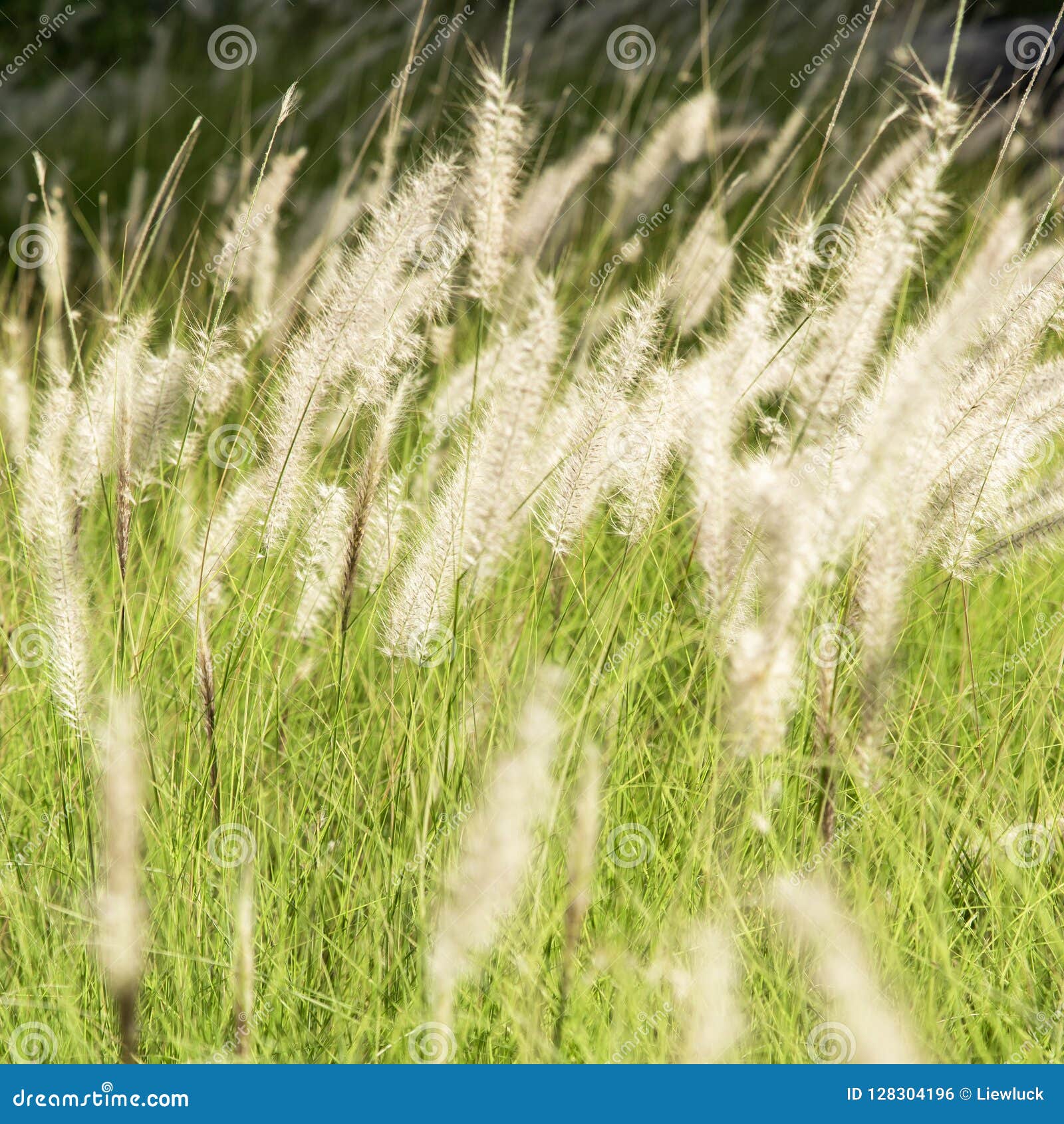 Pennisetum feather grass stock photo. Image of outdoor - 128304196