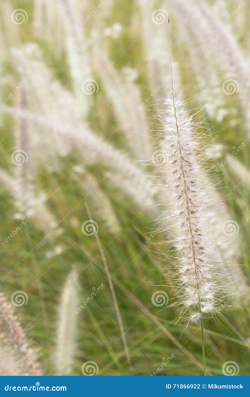 Pennisetum Flower in the Garden Stock Photo - Image of flower, fountain ...
