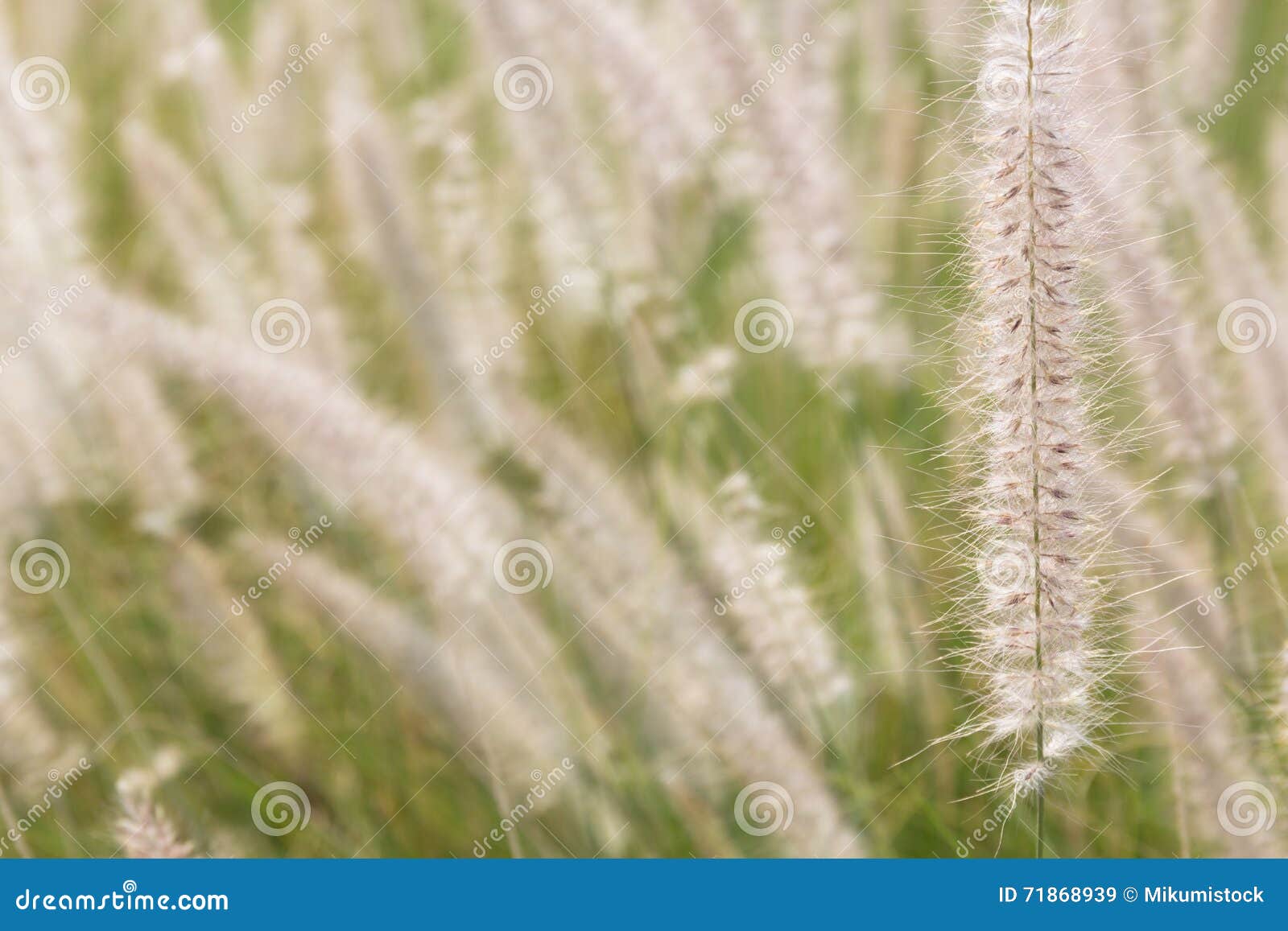 Pennisetum Flower Royalty-Free Stock Photography | CartoonDealer.com ...