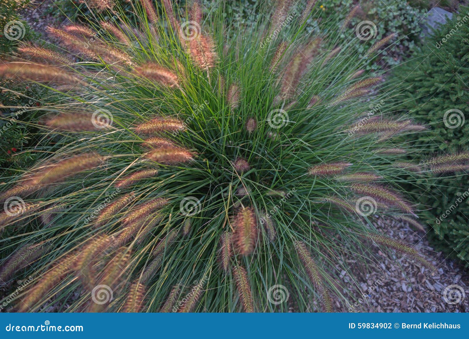 Pennisetum Flower Royalty-Free Stock Photography | CartoonDealer.com ...