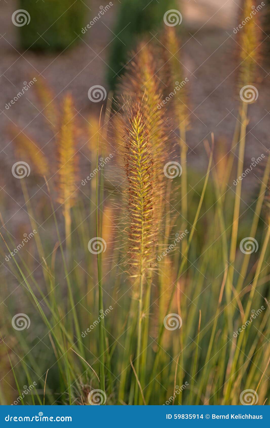 Pennisetum Flower in Sunset Stock Photo - Image of beautiful ...