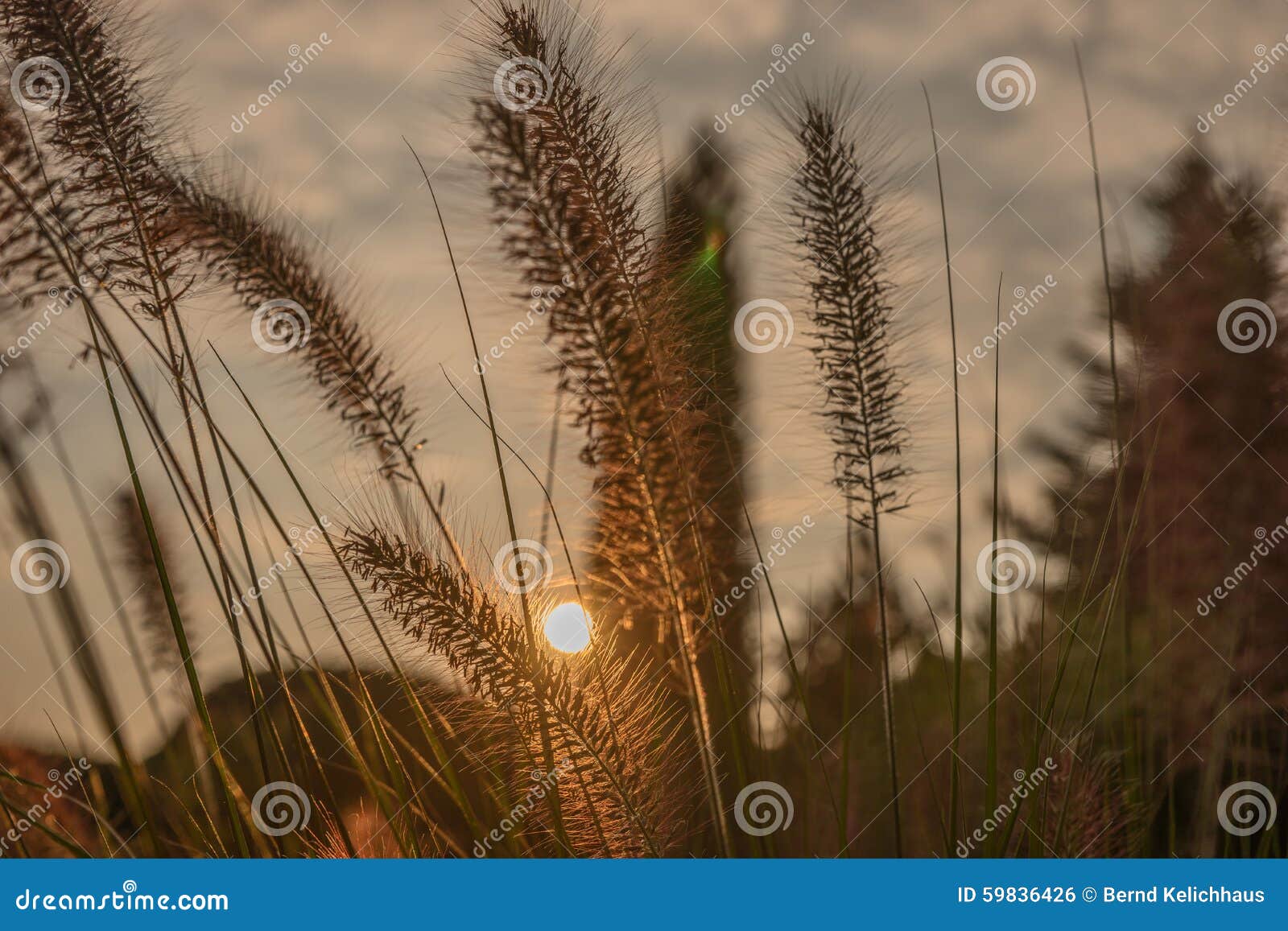 Pennisetum Flower in Sunset Stock Photo - Image of grass, flower: 59836426