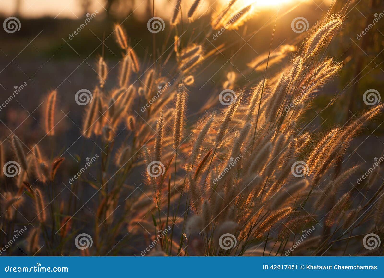 Pennisetum Flower in Sunset Stock Image - Image of flora, nature: 42617451