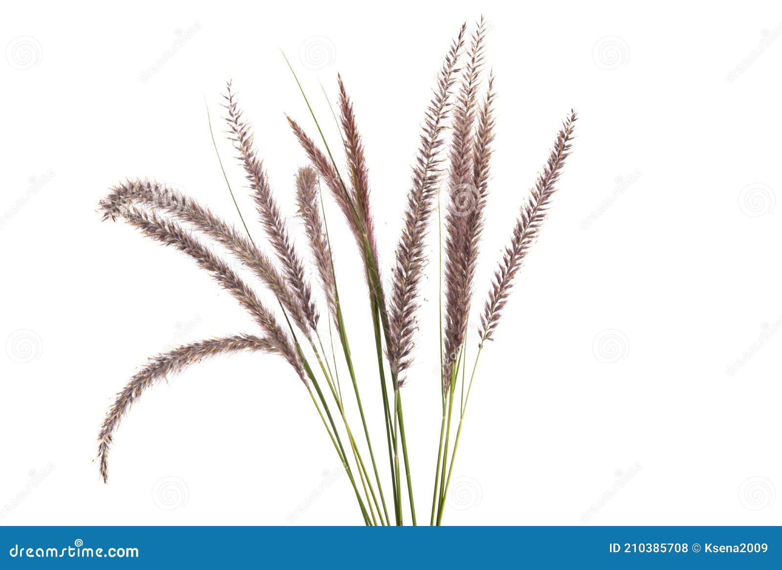 PENNISETUM Garden Flowers Isolated Stock Photo - Image of green, flower ...